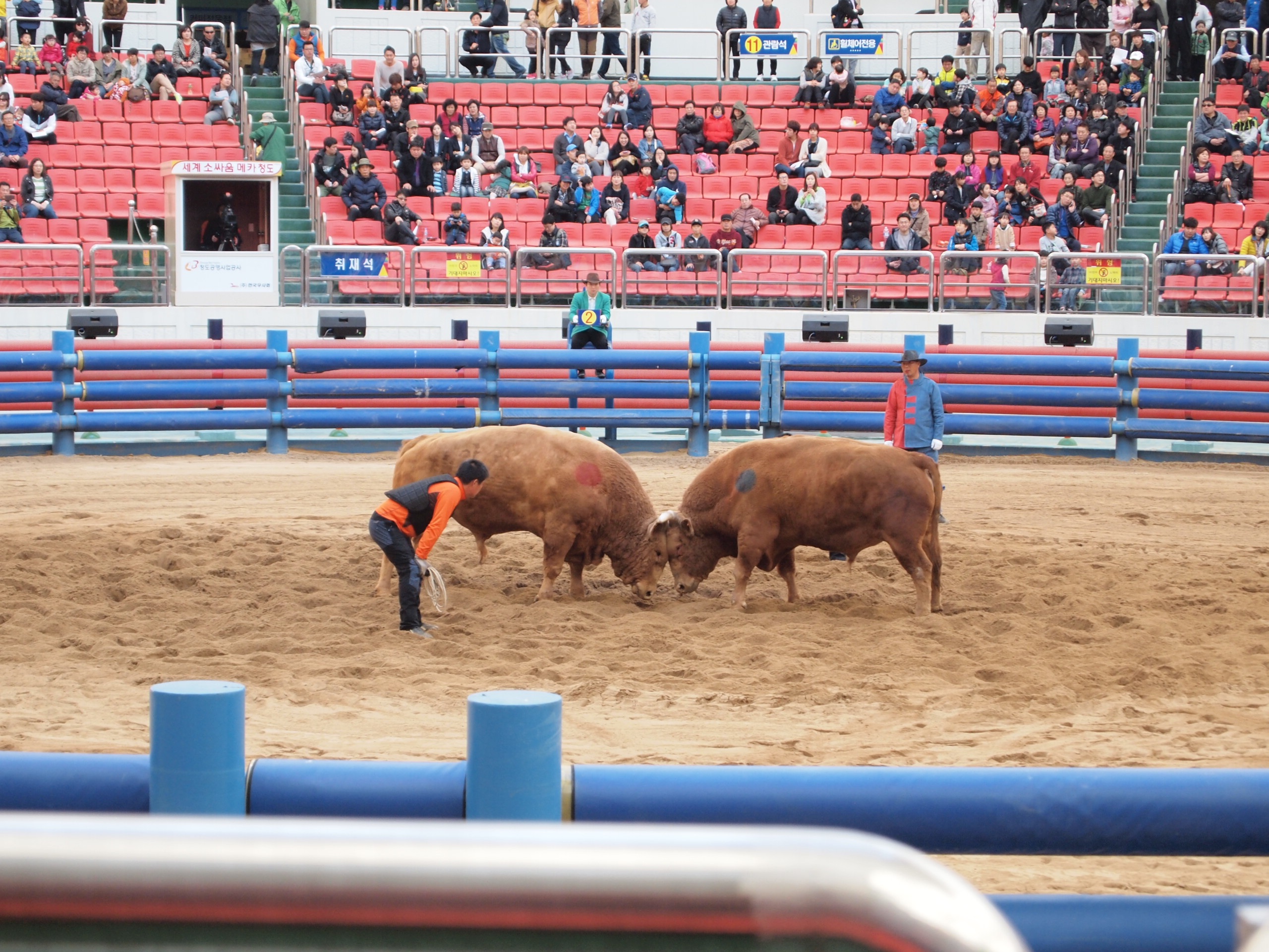 Qingdao Cow Fighting free image download