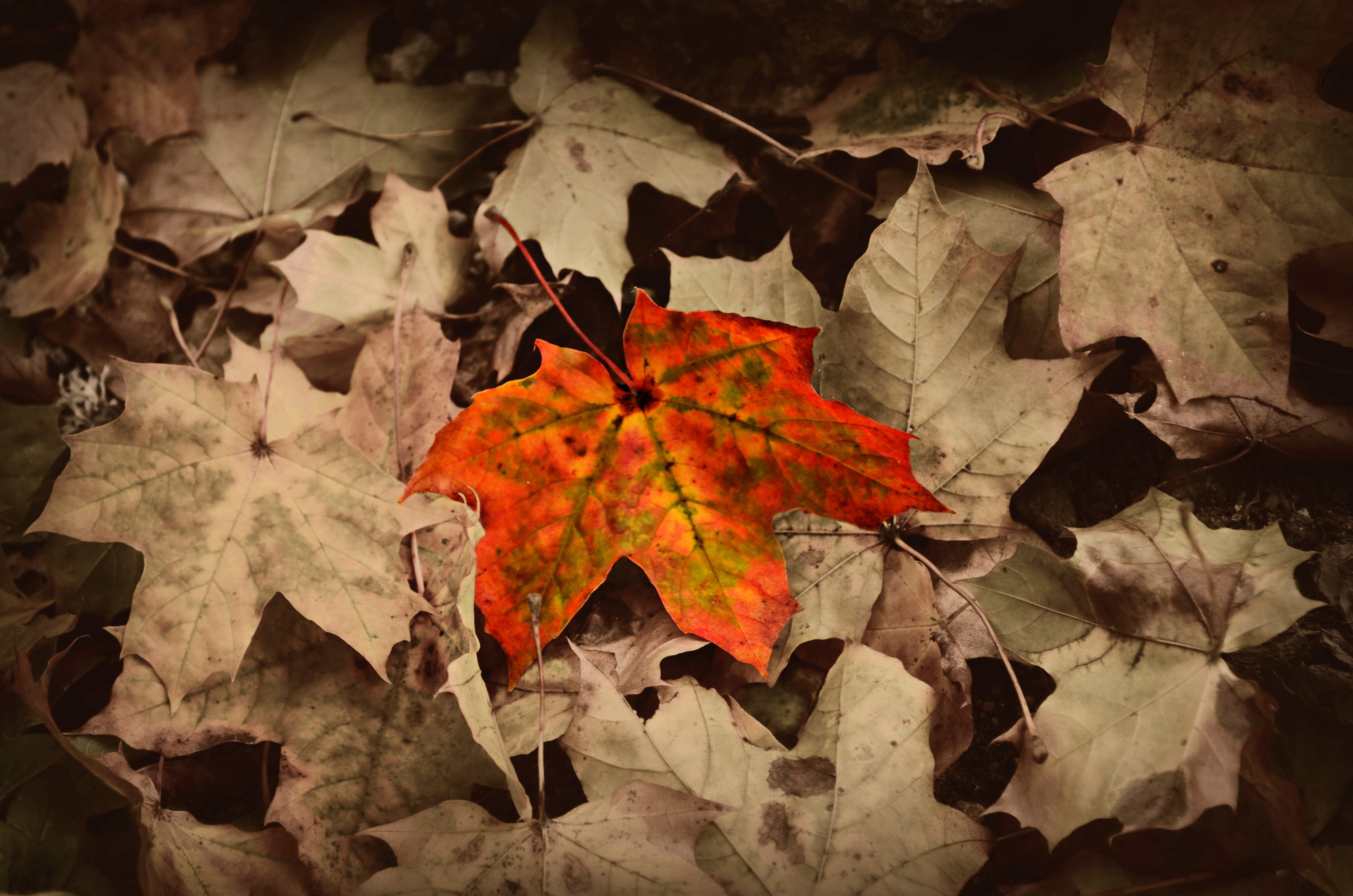Sheet Autumn free image download