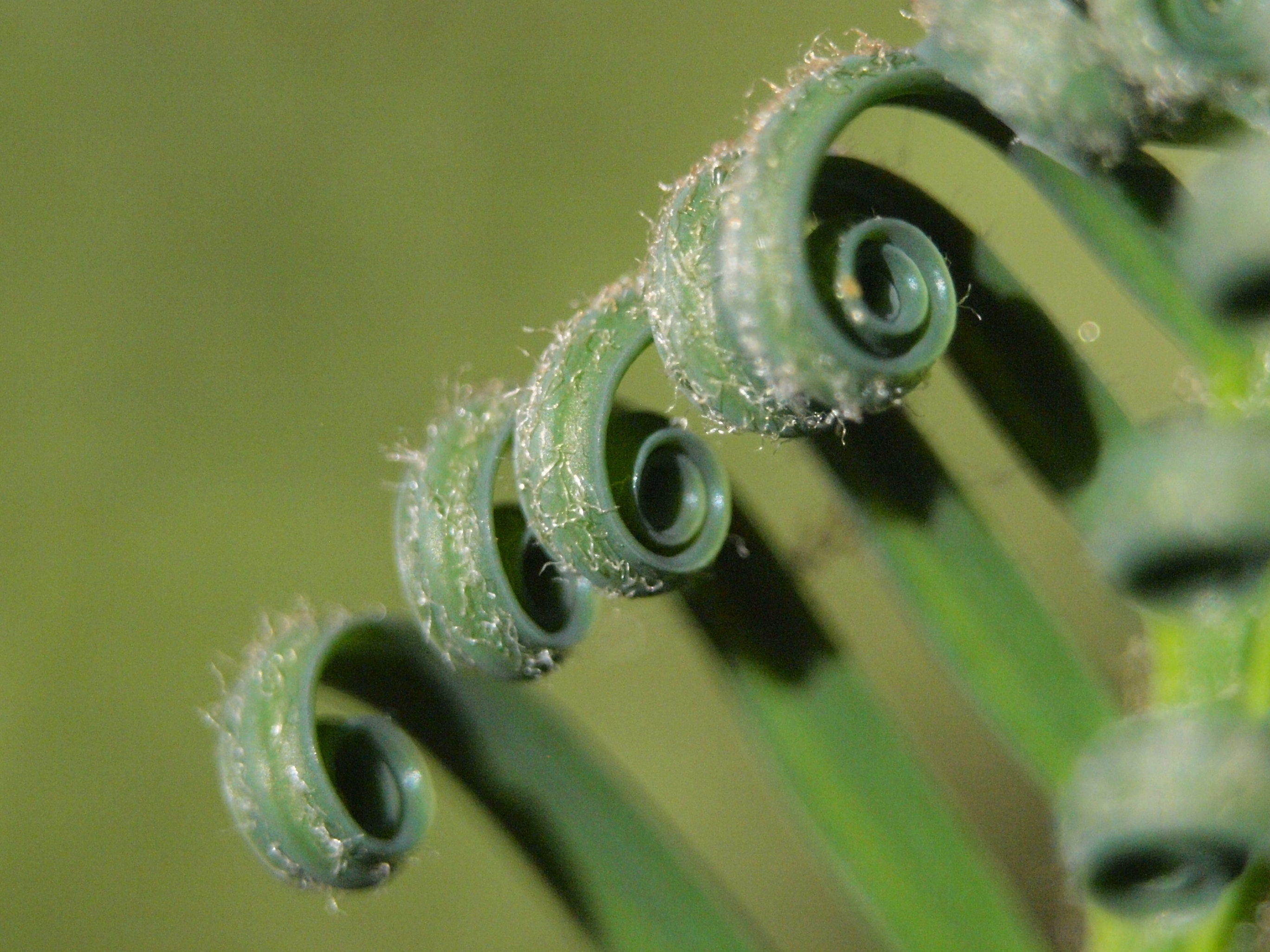 Palm Fern Rolled free image download