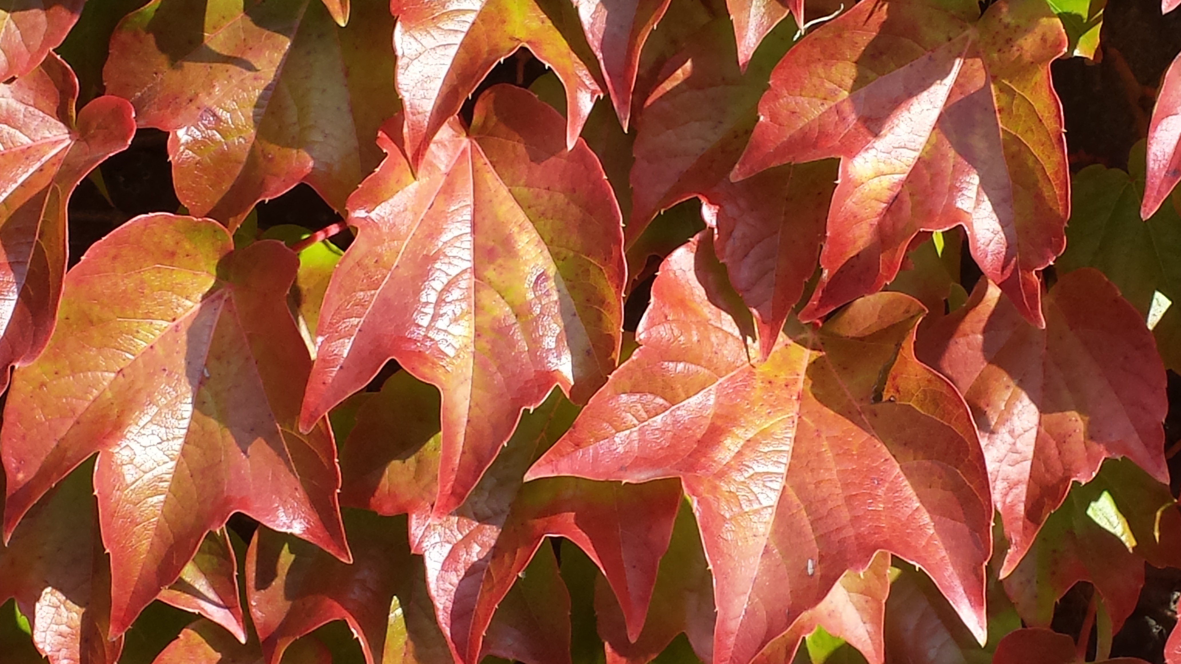 Ivy Autumn Colours Fall free image download