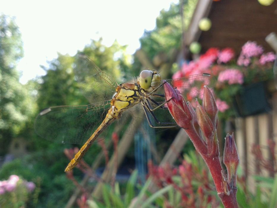Dragonfly Summer Bug free image download