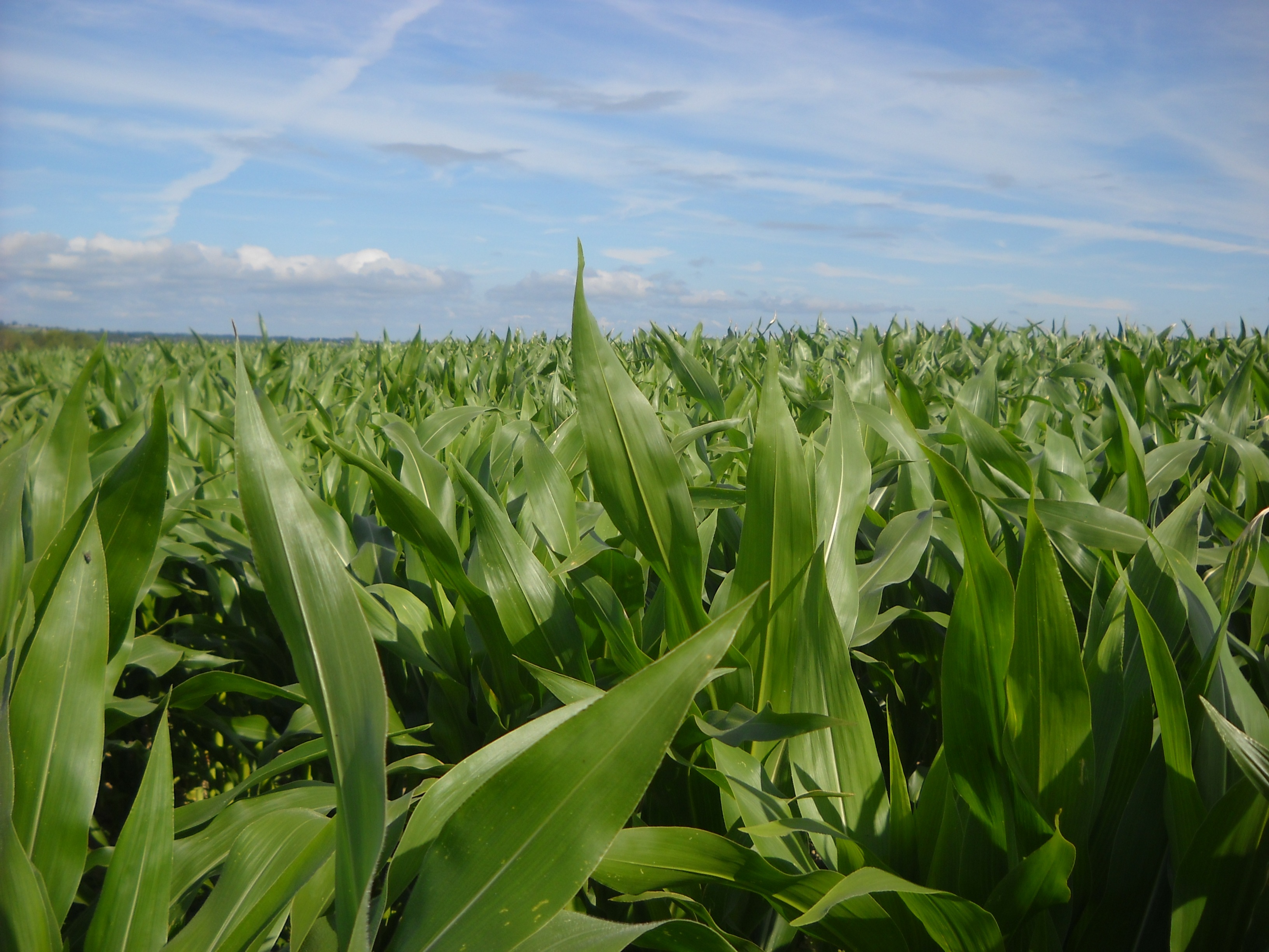 Corn Fields free image download
