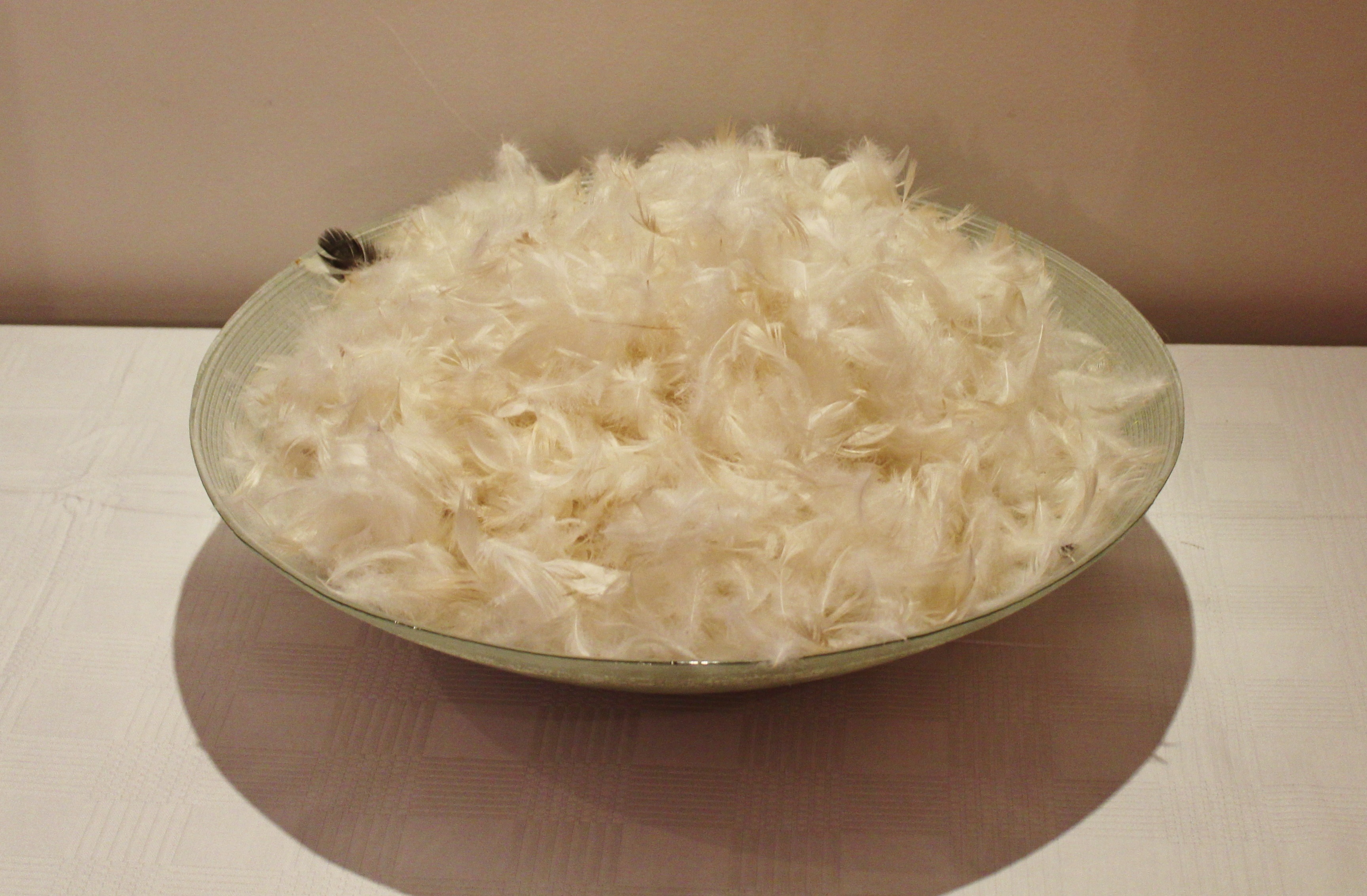 Slightly White Feathers free image download