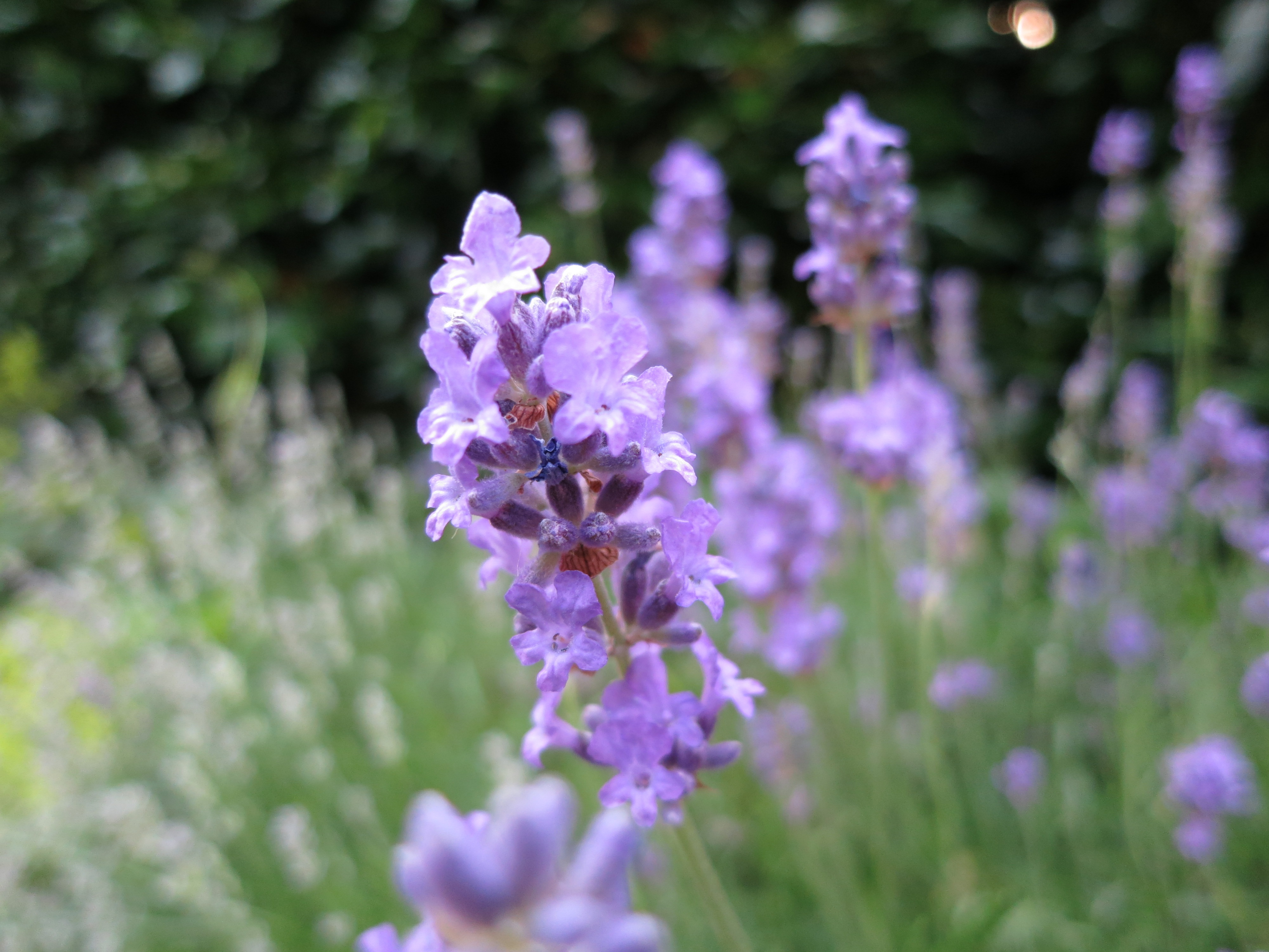 Lavender Green free image download