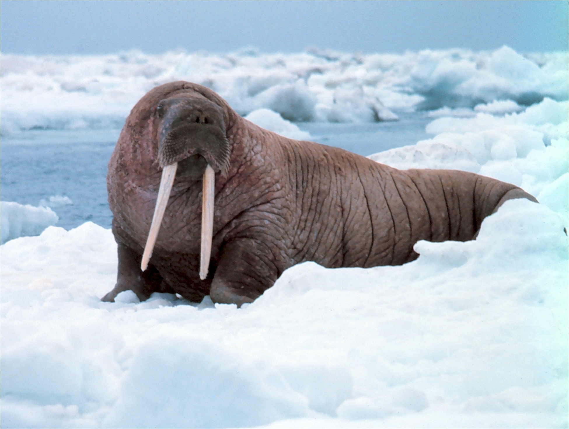 Walrus Odobenidae Odobenus free image download