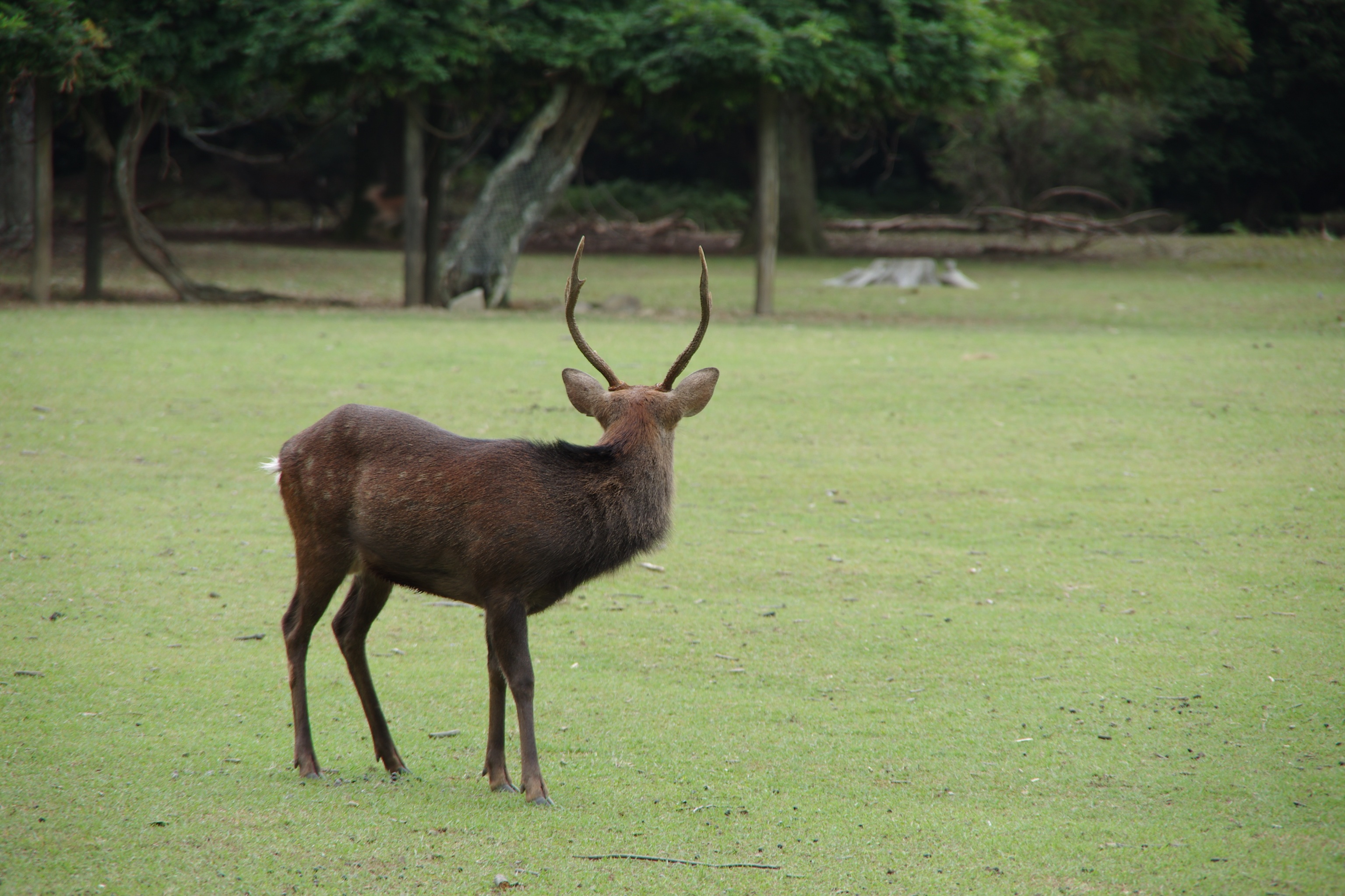 Deer Nara free image download