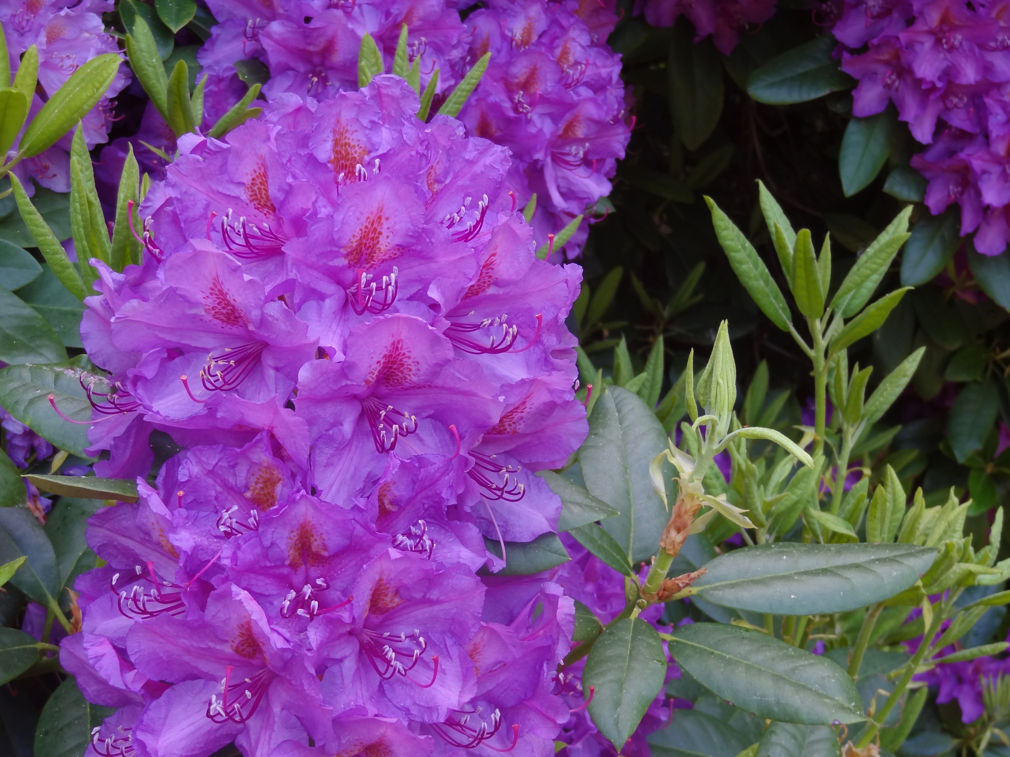 Lush purple rhododendrons in the garden close up free image download
