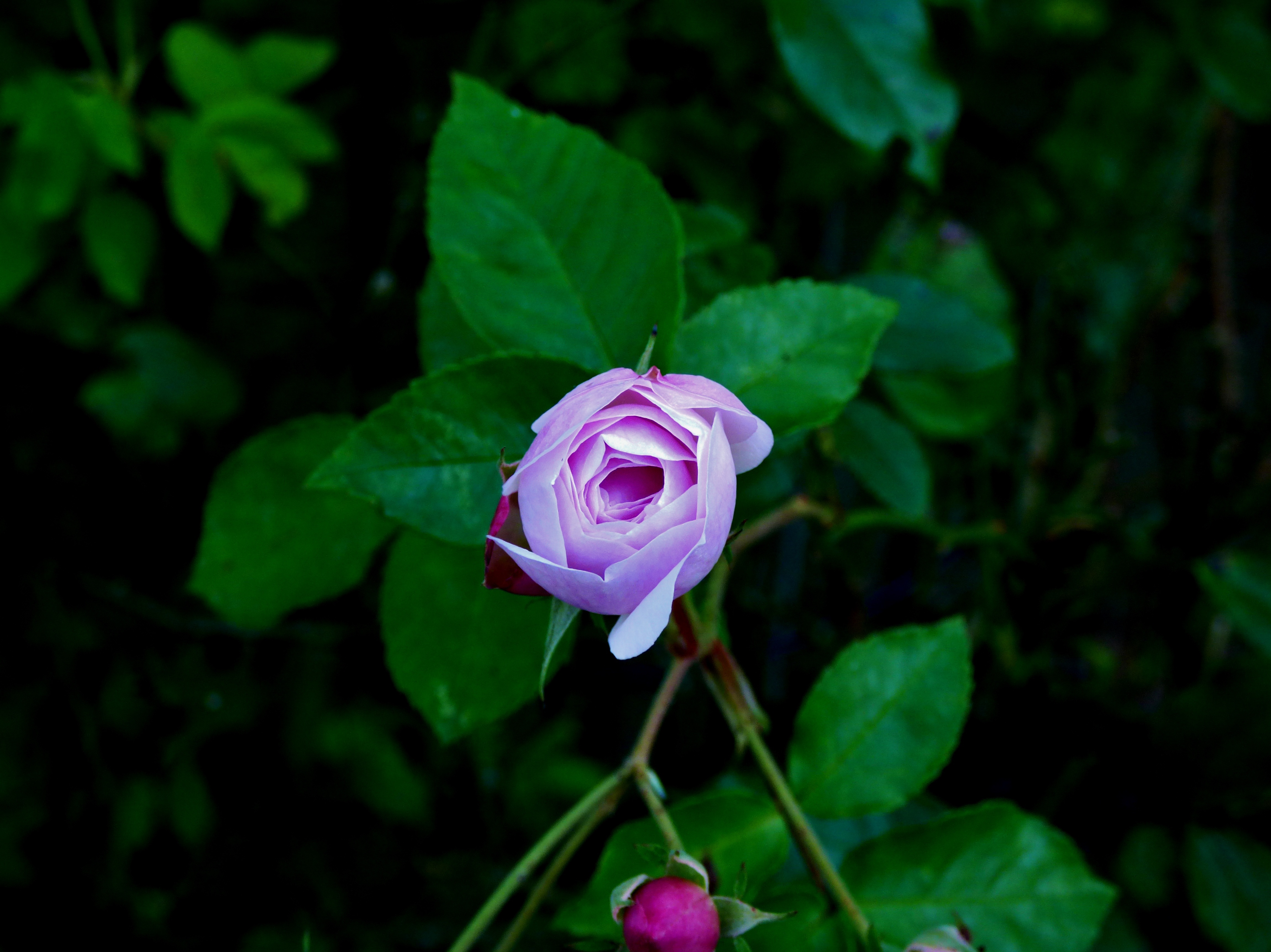 Rose Lilac Flowers free image download