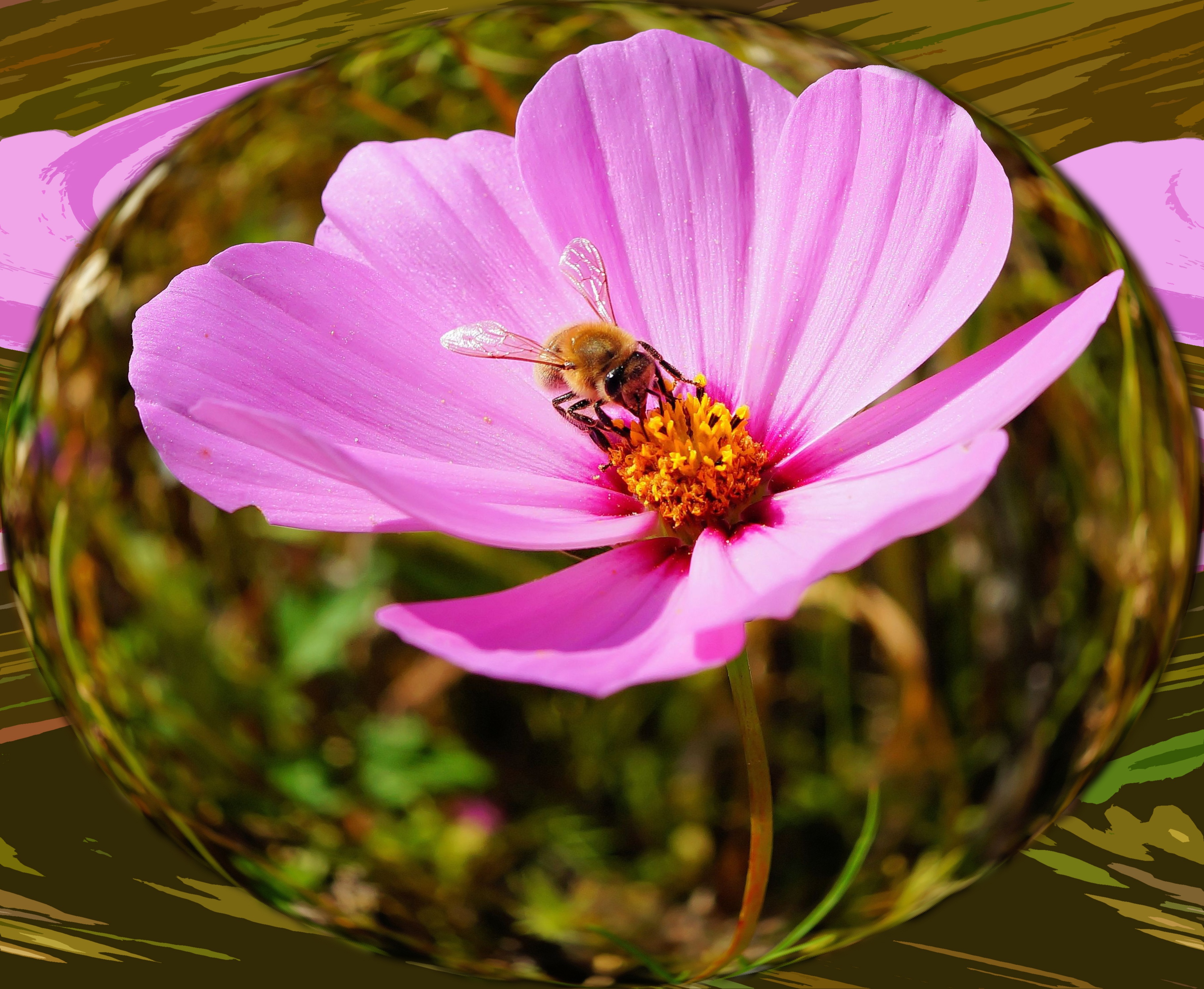 Bee Bloom Close up free image download
