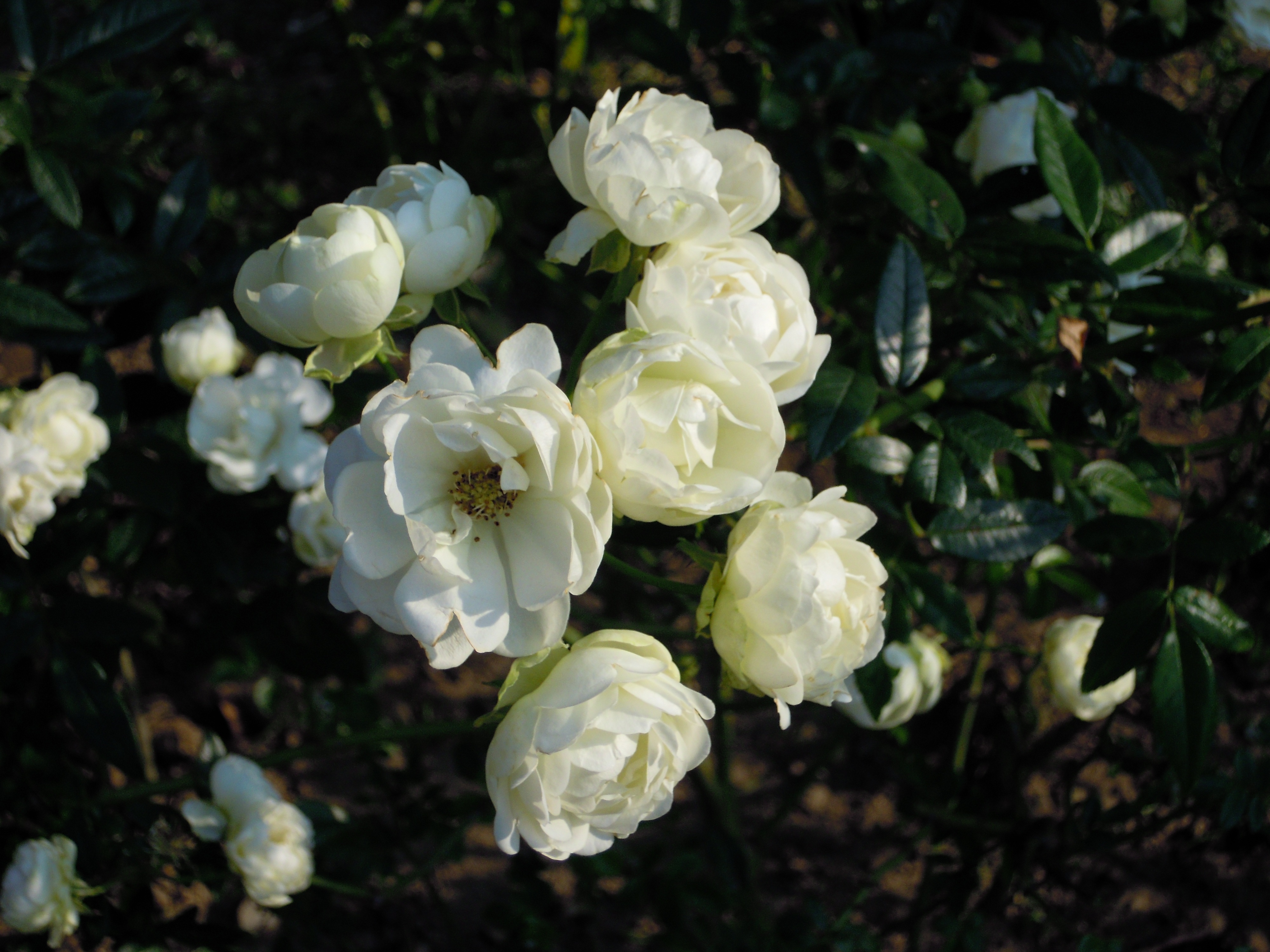 Rose Rosa Multiflora White free image download