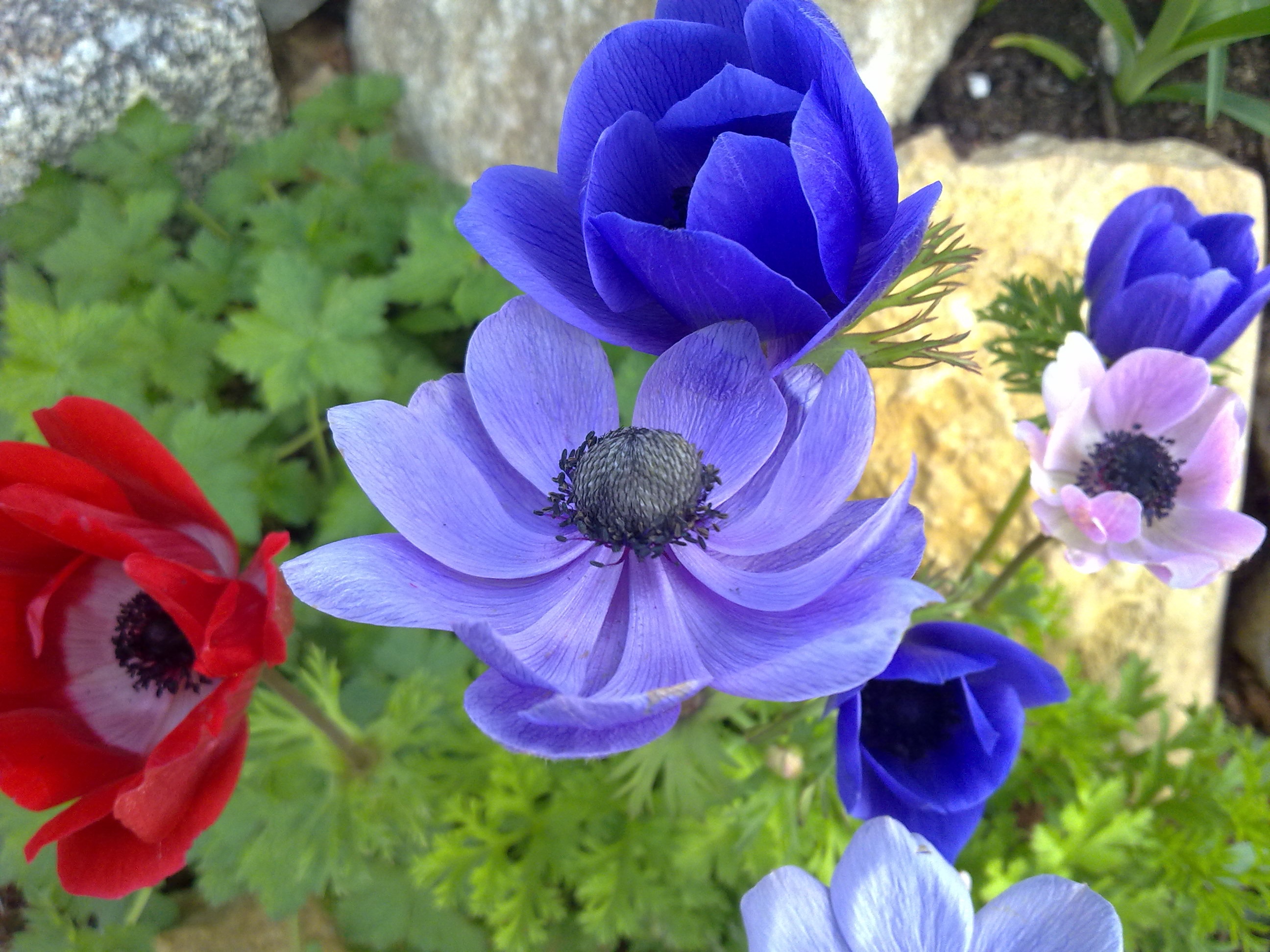 Annemone Colorful Spring free image download