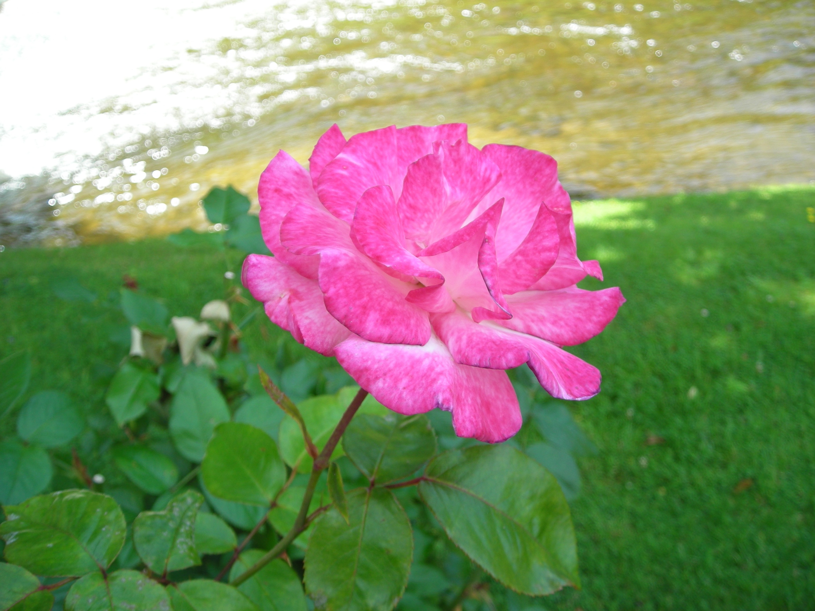 Roses Handel Patron free image download