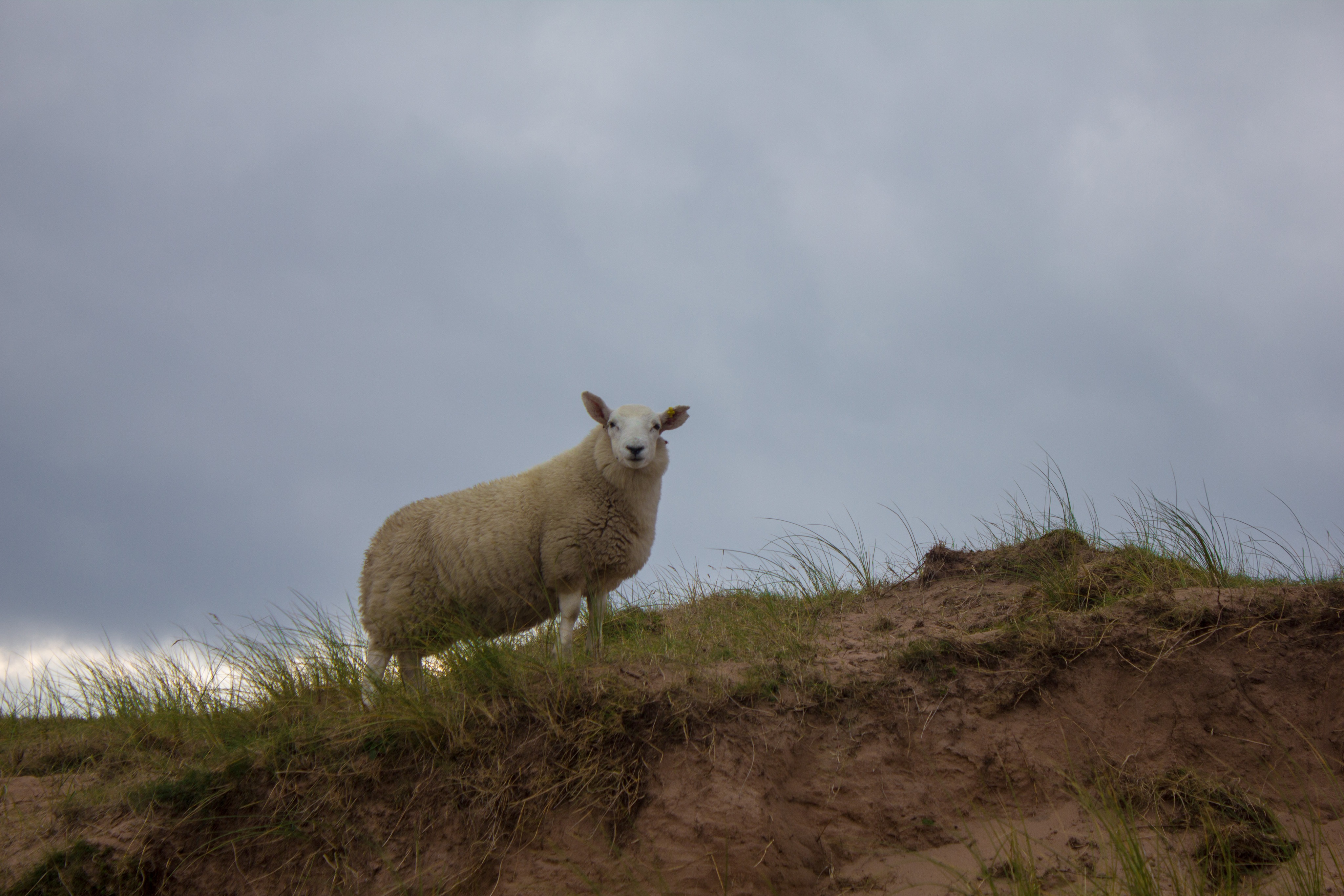 Sheep Scotland Grass free image download