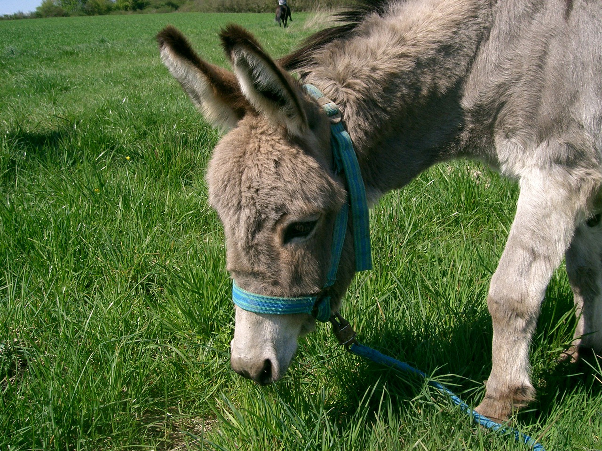 Donkey Ass free image download