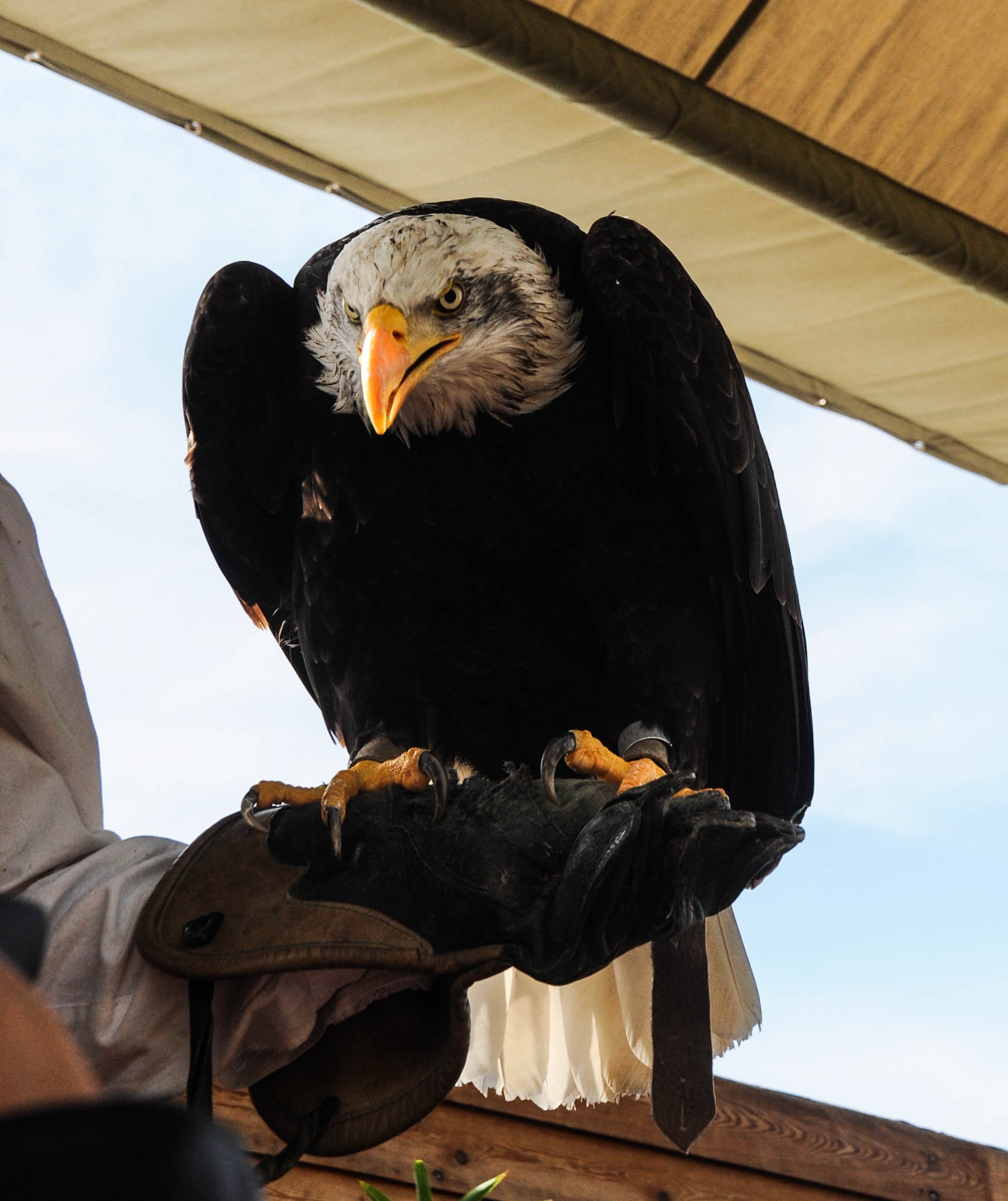 Wild falcon in the zoo free image download