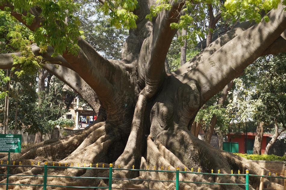 Tree 200 Years Old Bangalore free image download