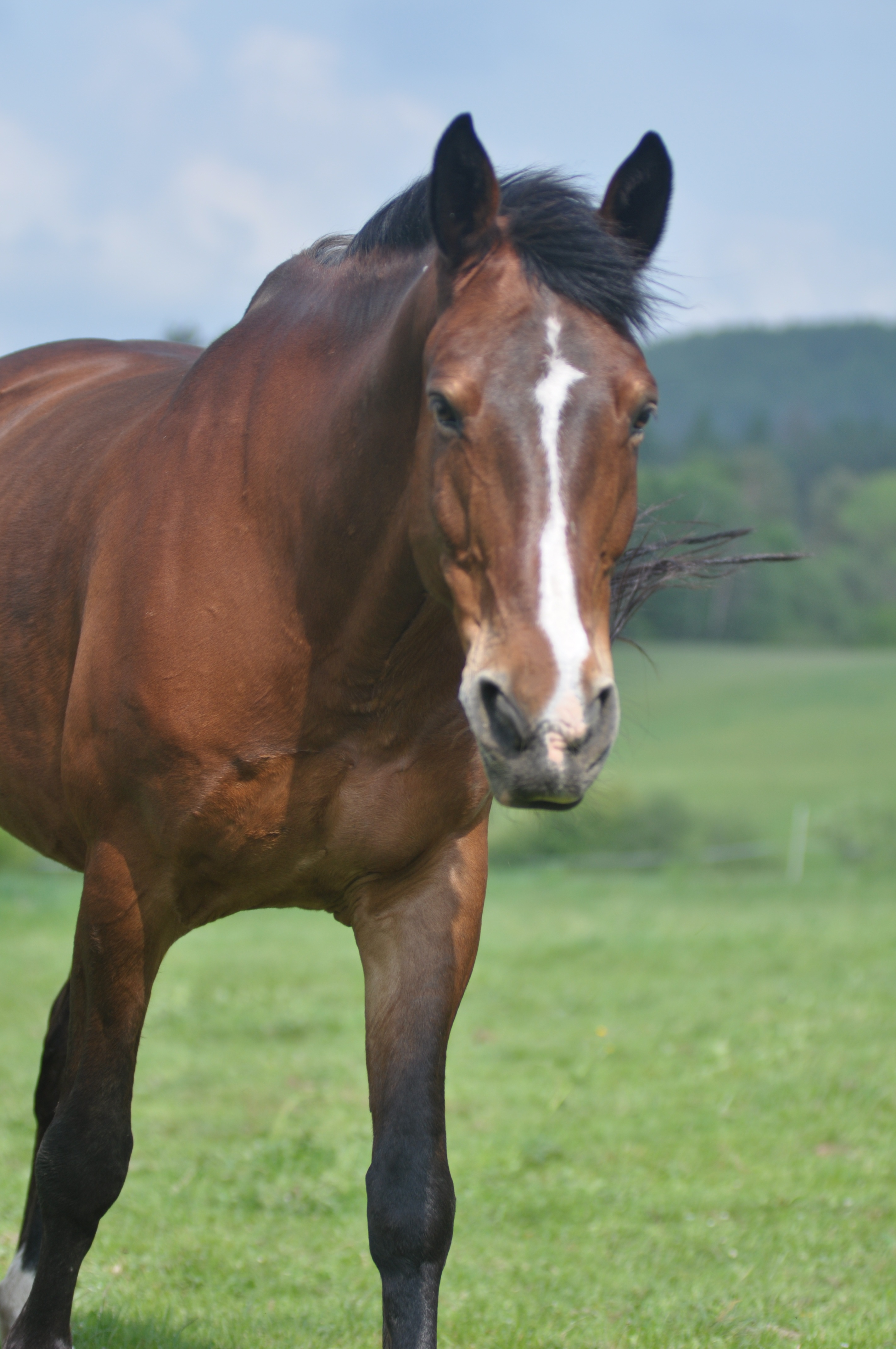 The Horse Stud Head portrait free image download