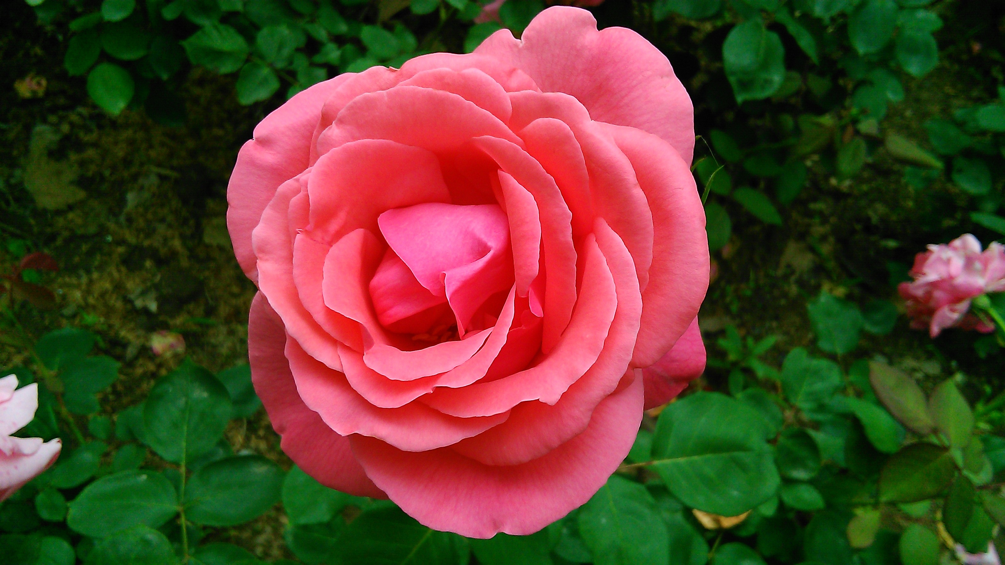 Rose Summer free image download