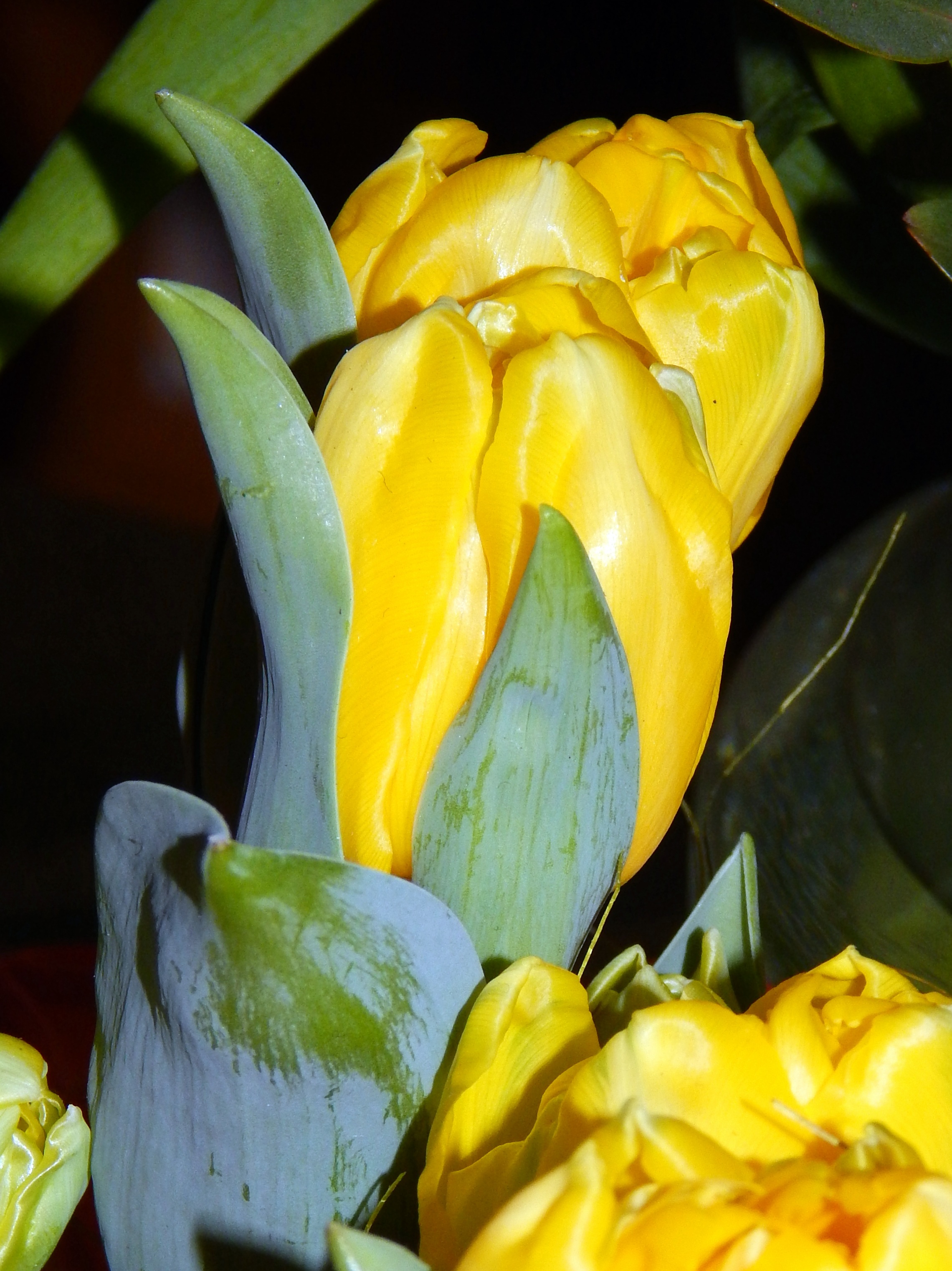 Tulip Yellow free image download