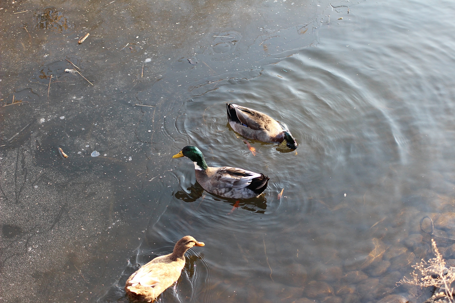 Duck Mallard bird in pond free image download