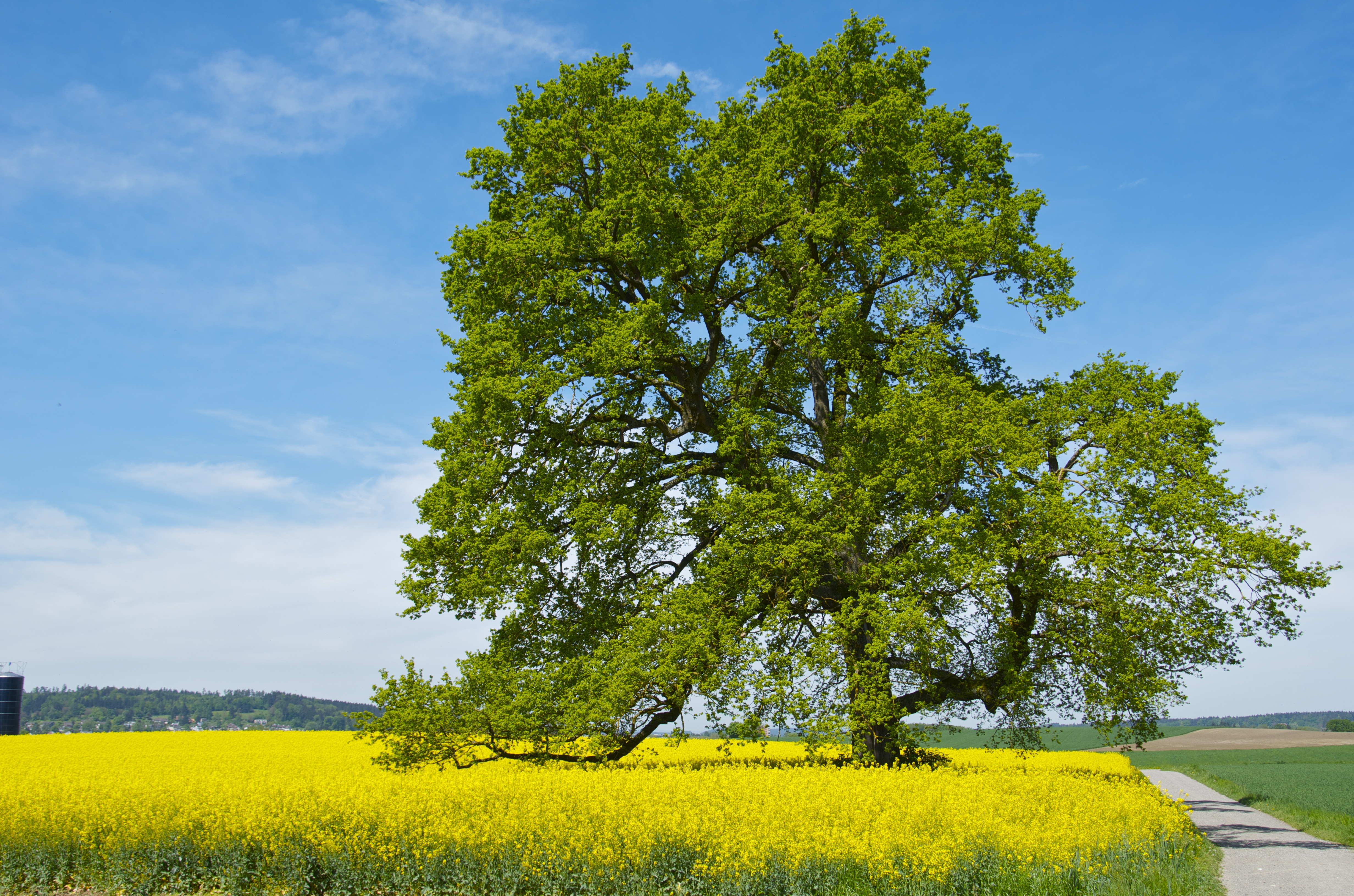 Tree Spring Oilseed free image download