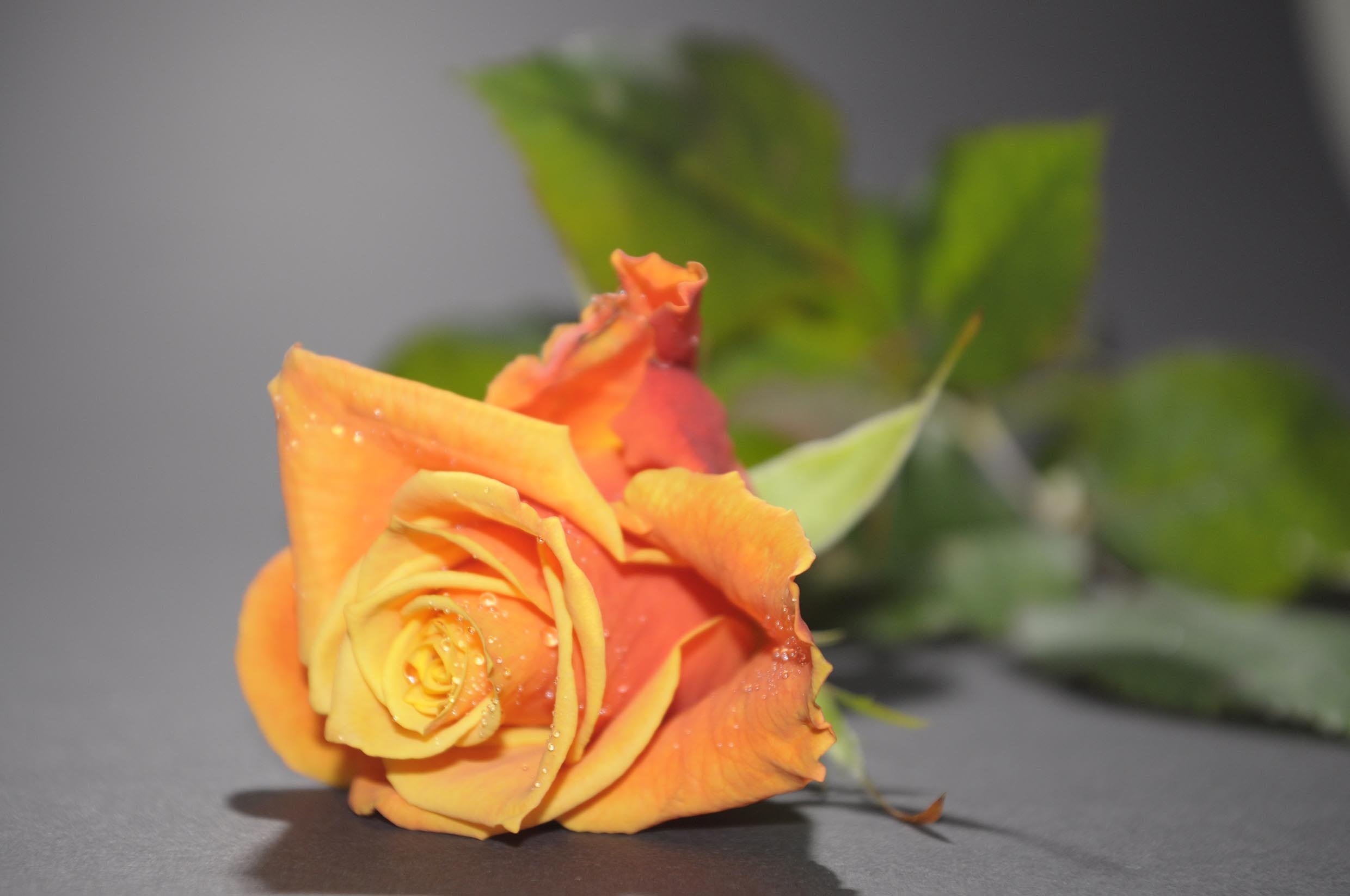 Flowers Rose Bloom Drop Of Water free image download