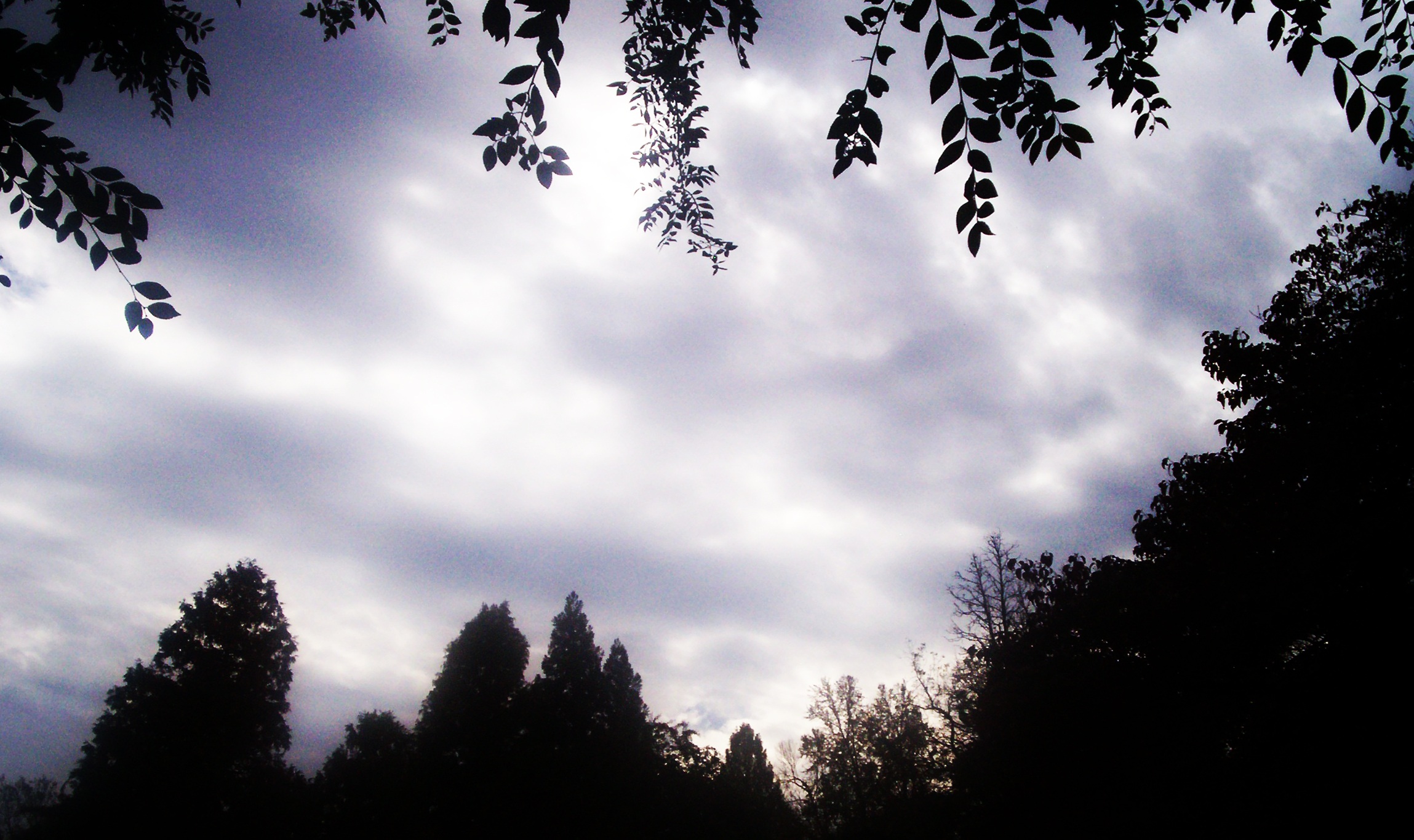 Cloudy sky over Trees free image download