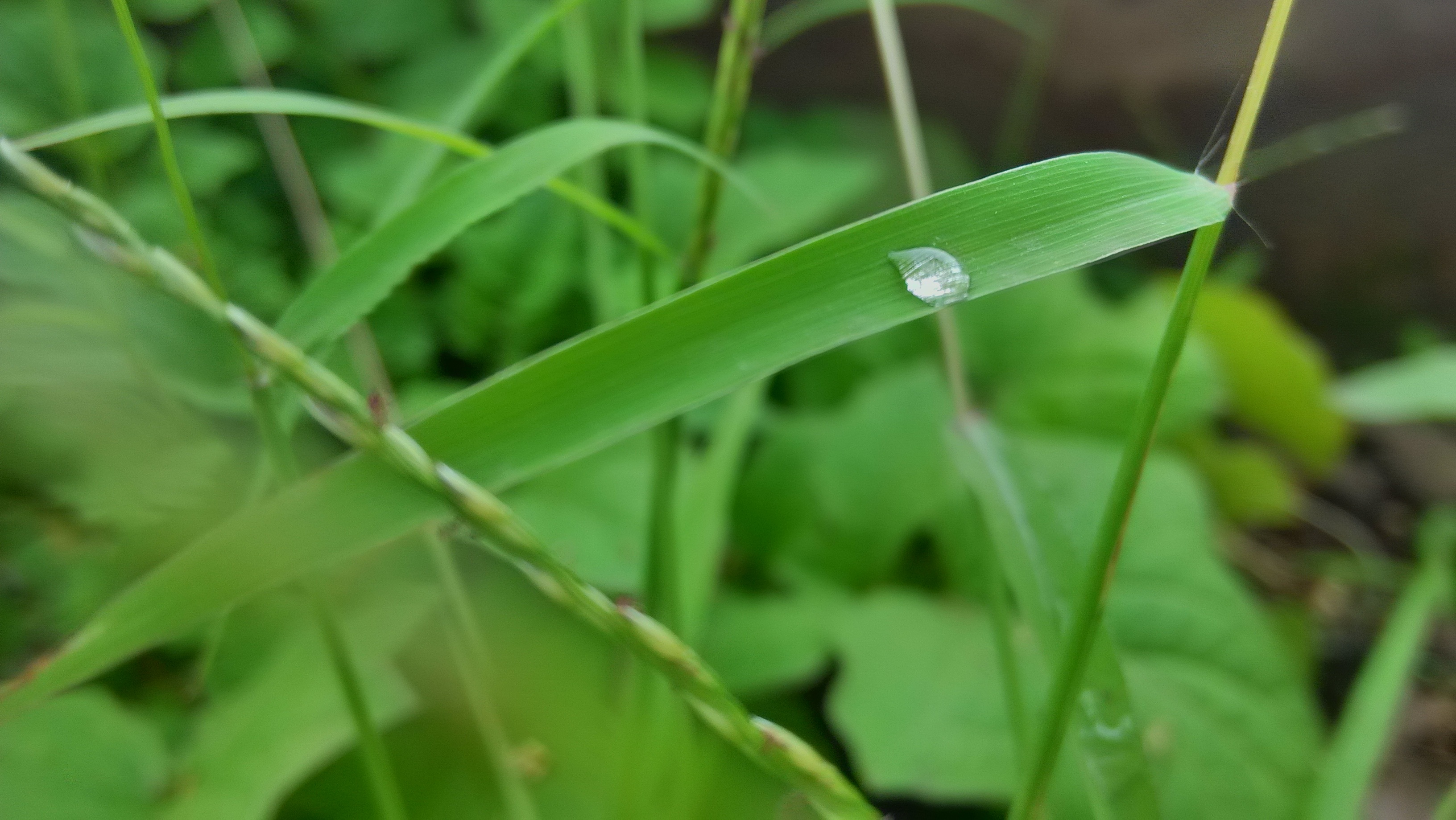 Dew Fresh free image download