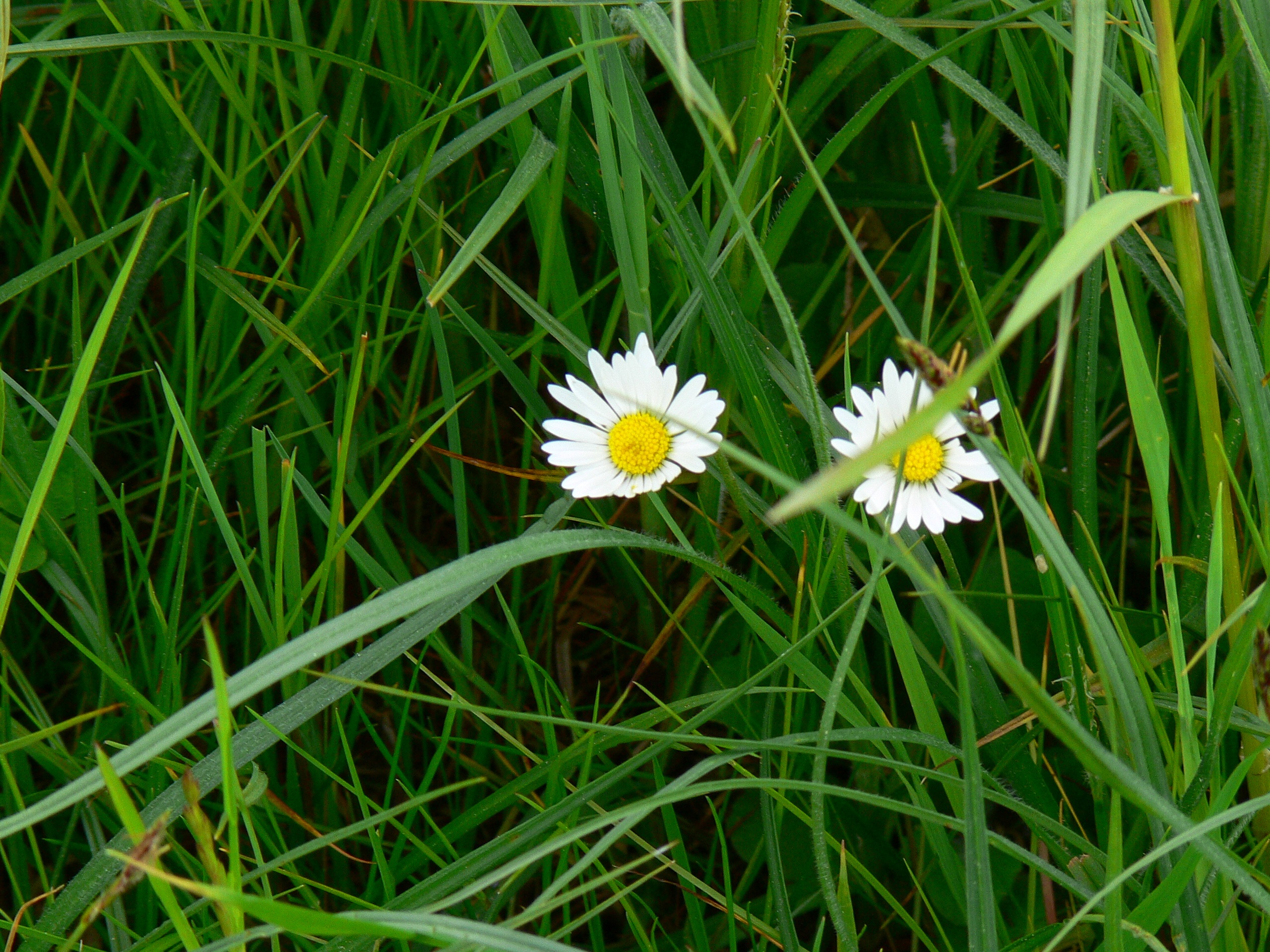 Daisy Grass Pointed Flower free image download
