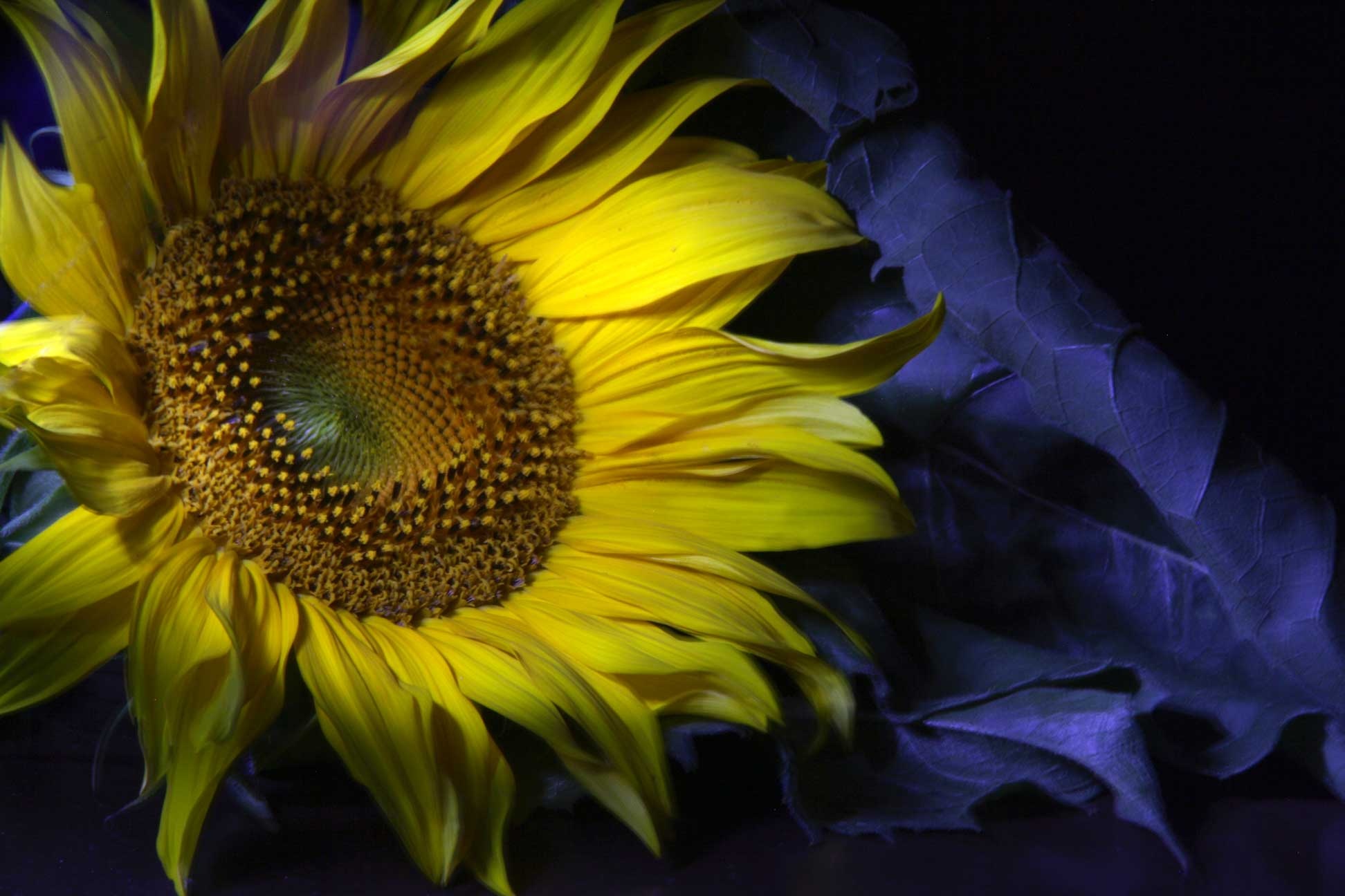 Sunflower Shadow free image download