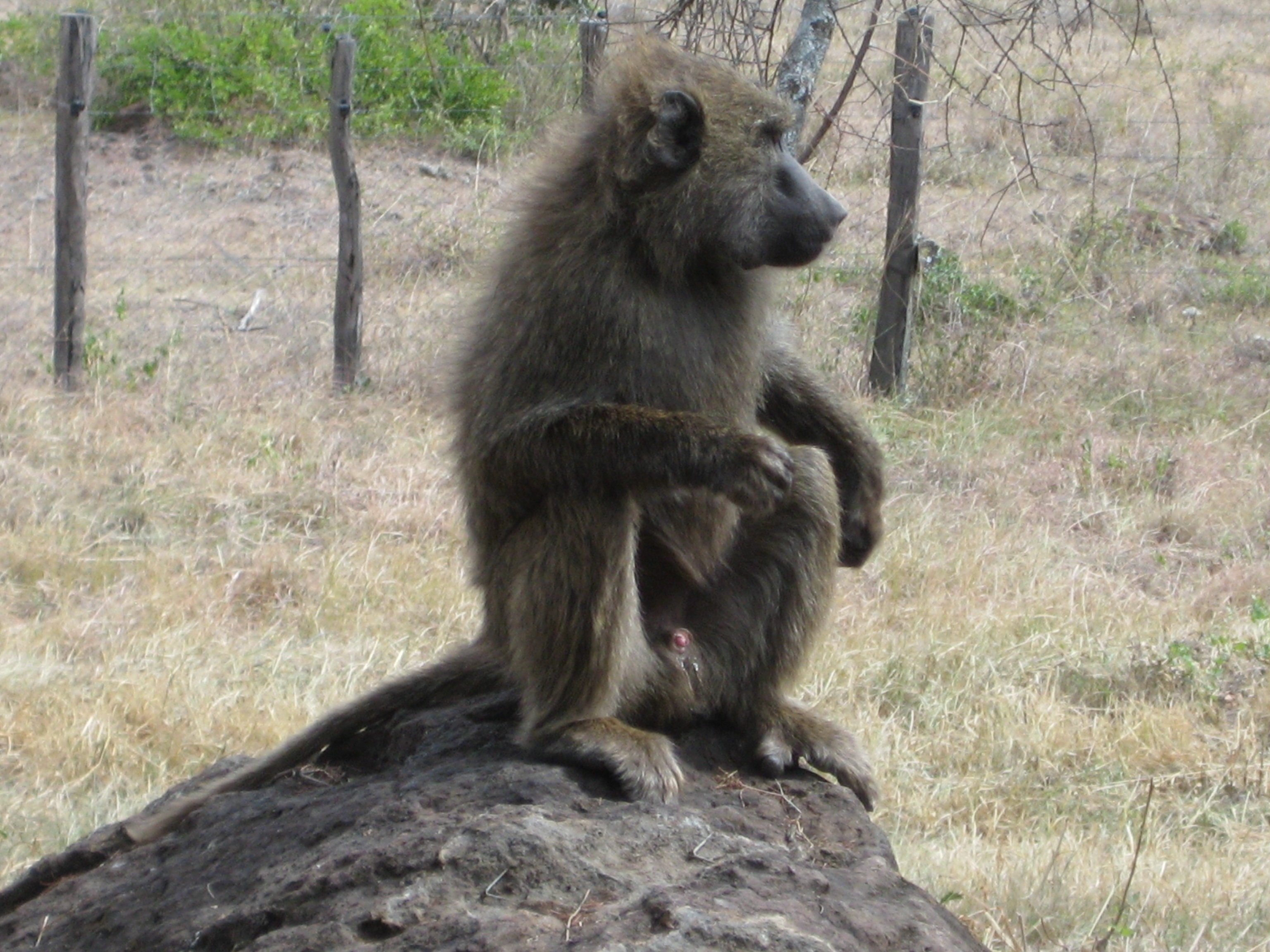 Africa Kenya Monkey free image download