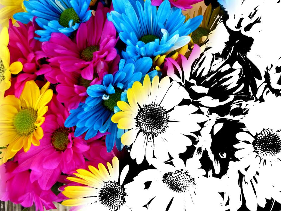 Flowers Colorful Paint free image download
