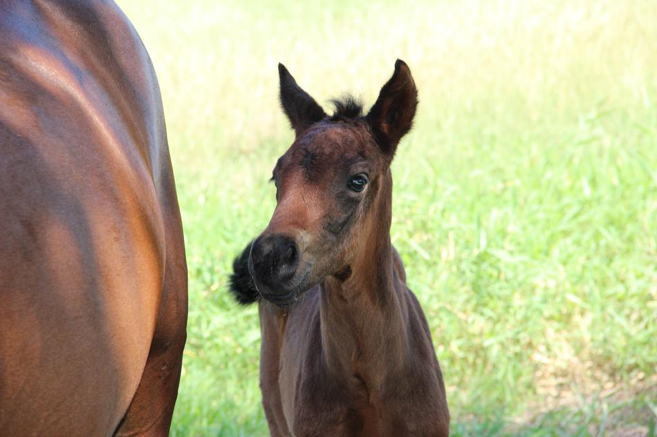 Horses Potranco free image download