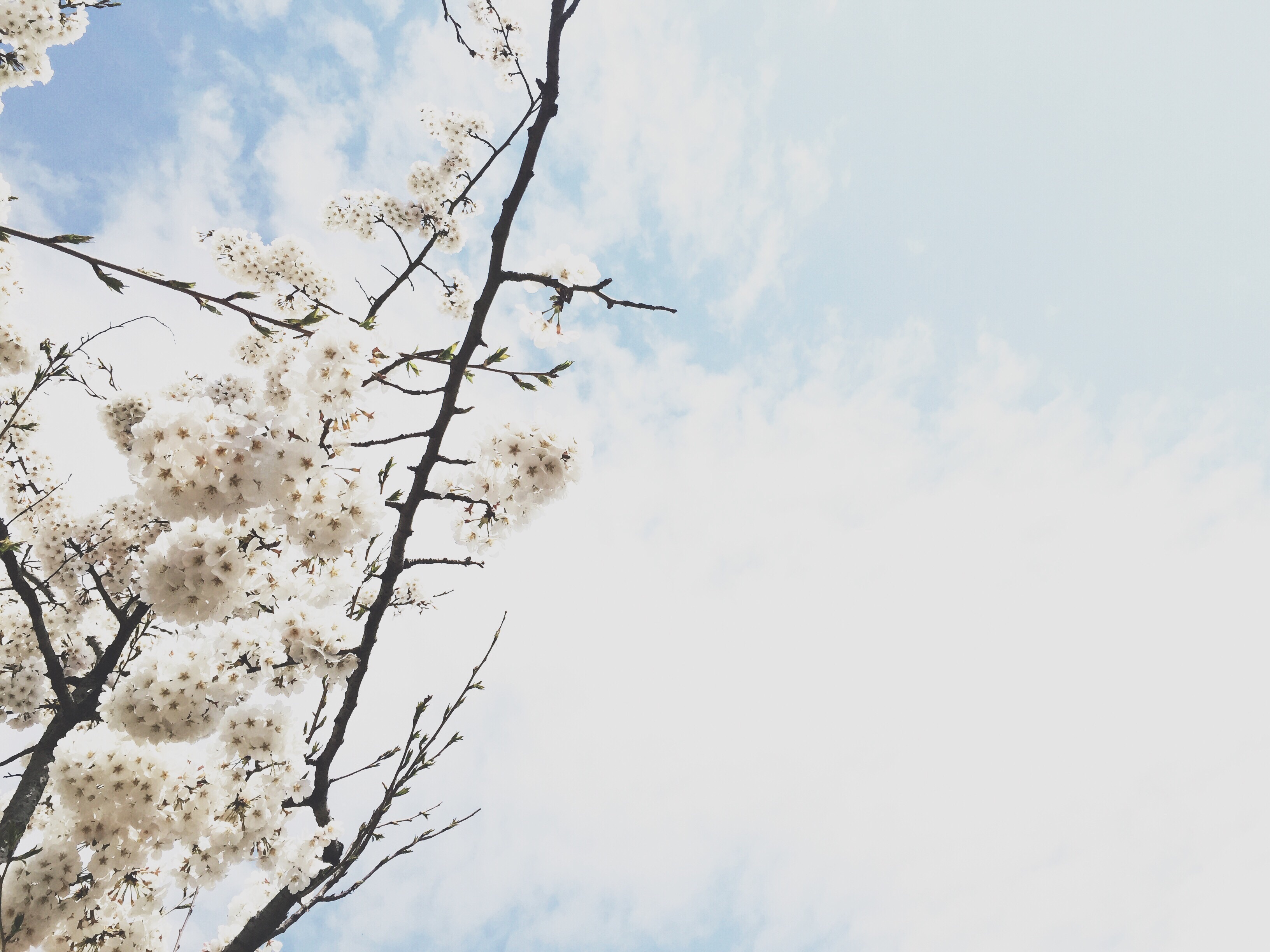 Spring view of nature and clouds free image download