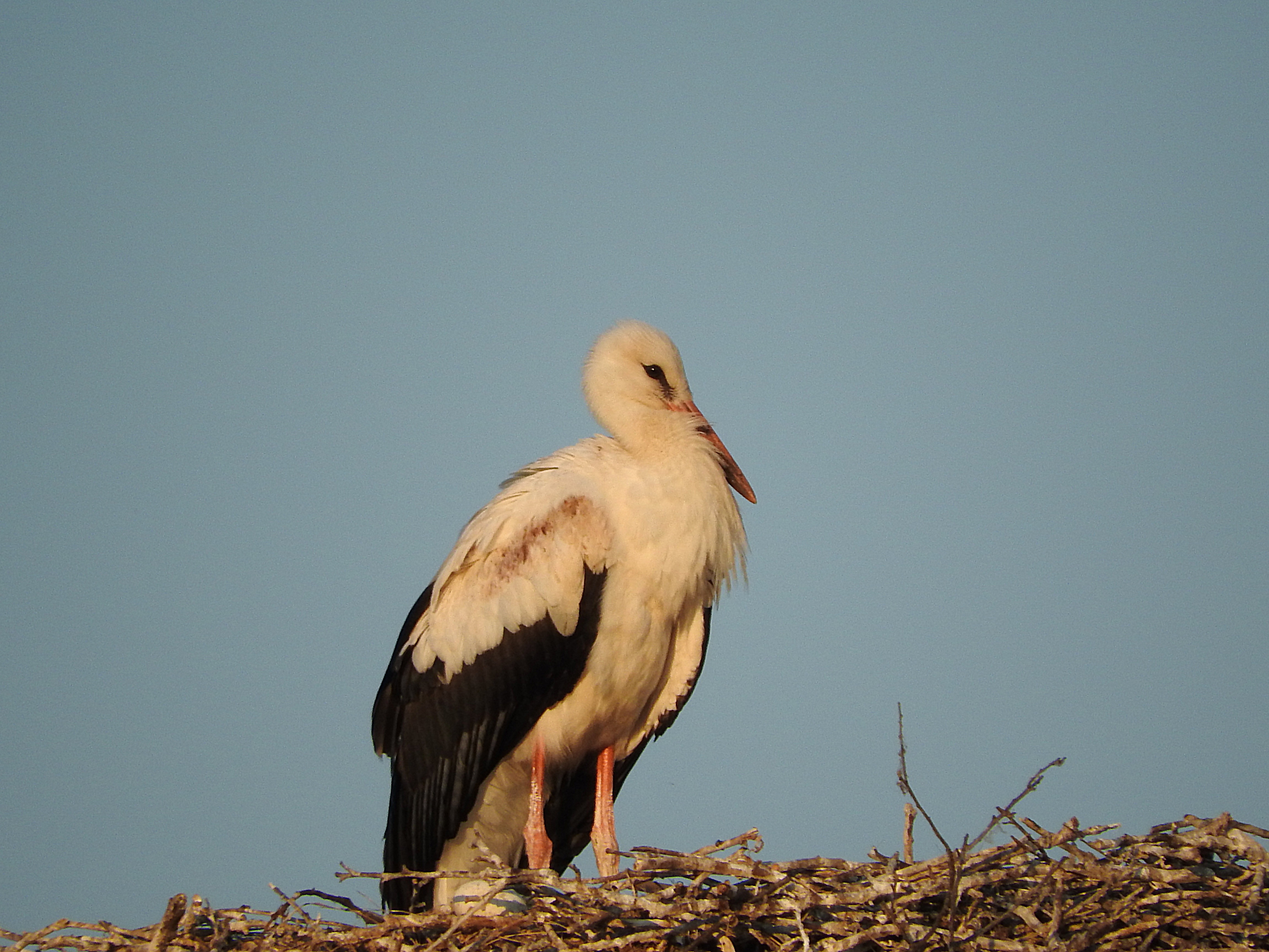 Stork Nest Rattle free image download