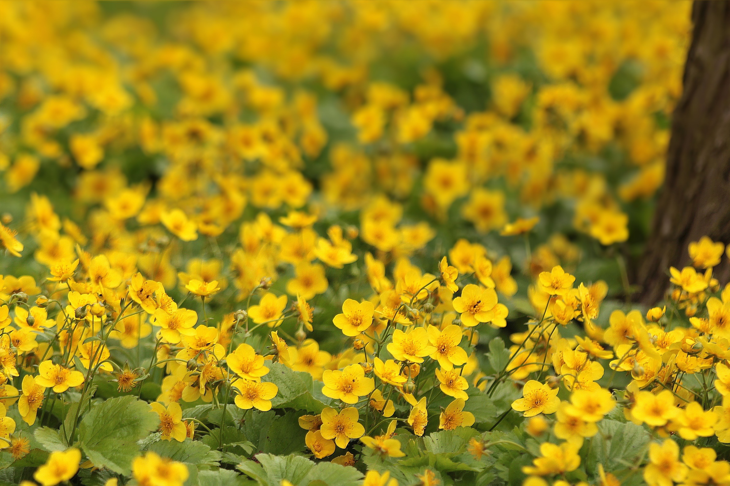 Flowers Buttercup Flower Meadow free image download
