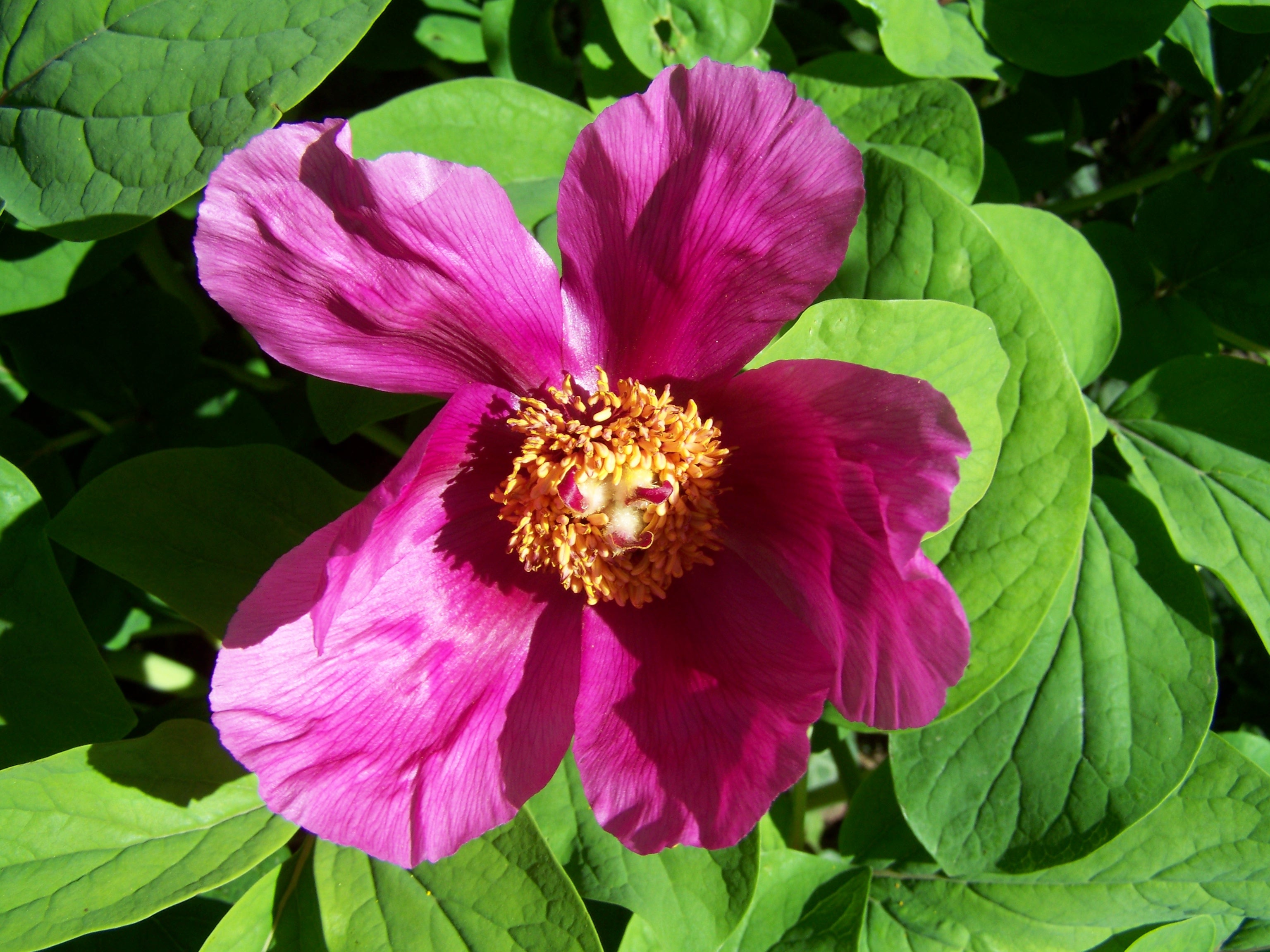 Peony Spring Flower free image download