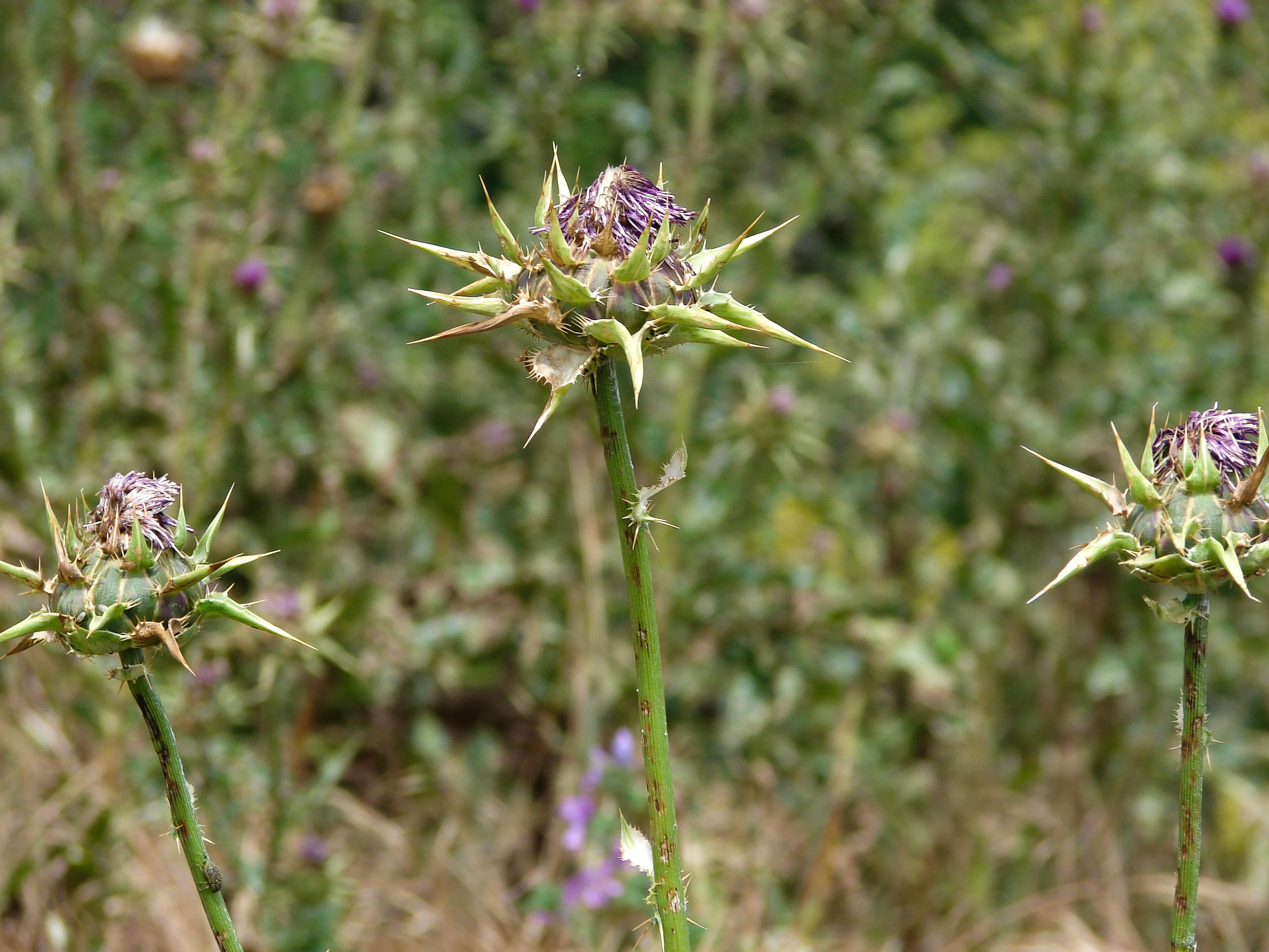 Thistles Quills Wild free image download