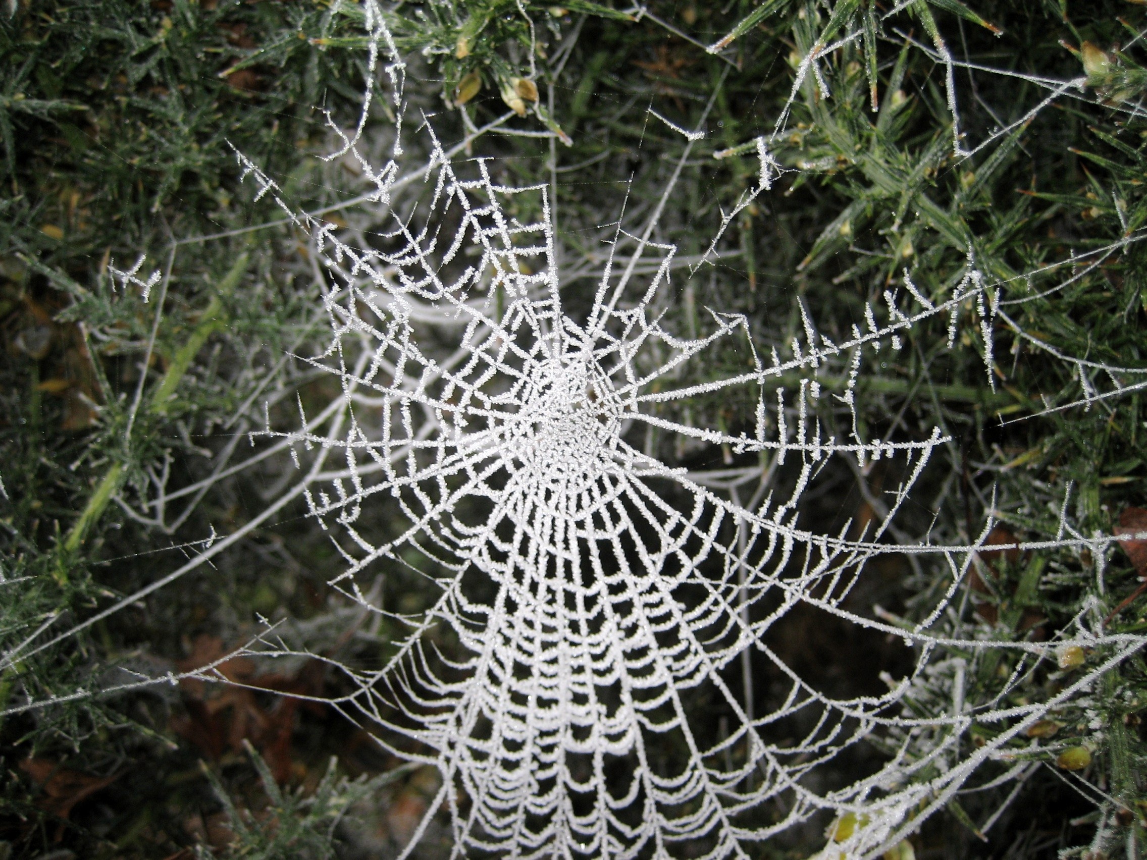 Web Spider Frost free image download