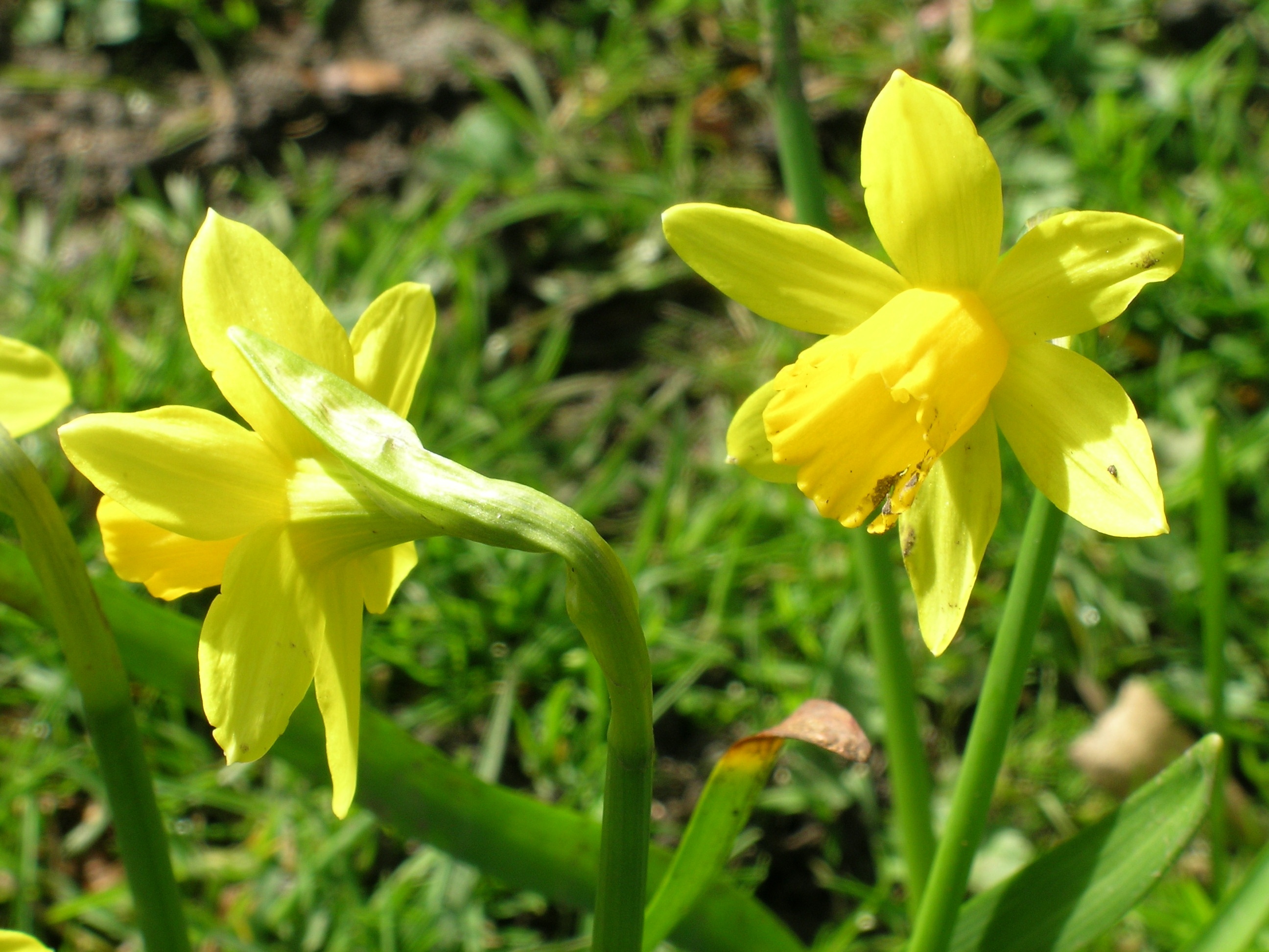 Two yellow daffodils free image download