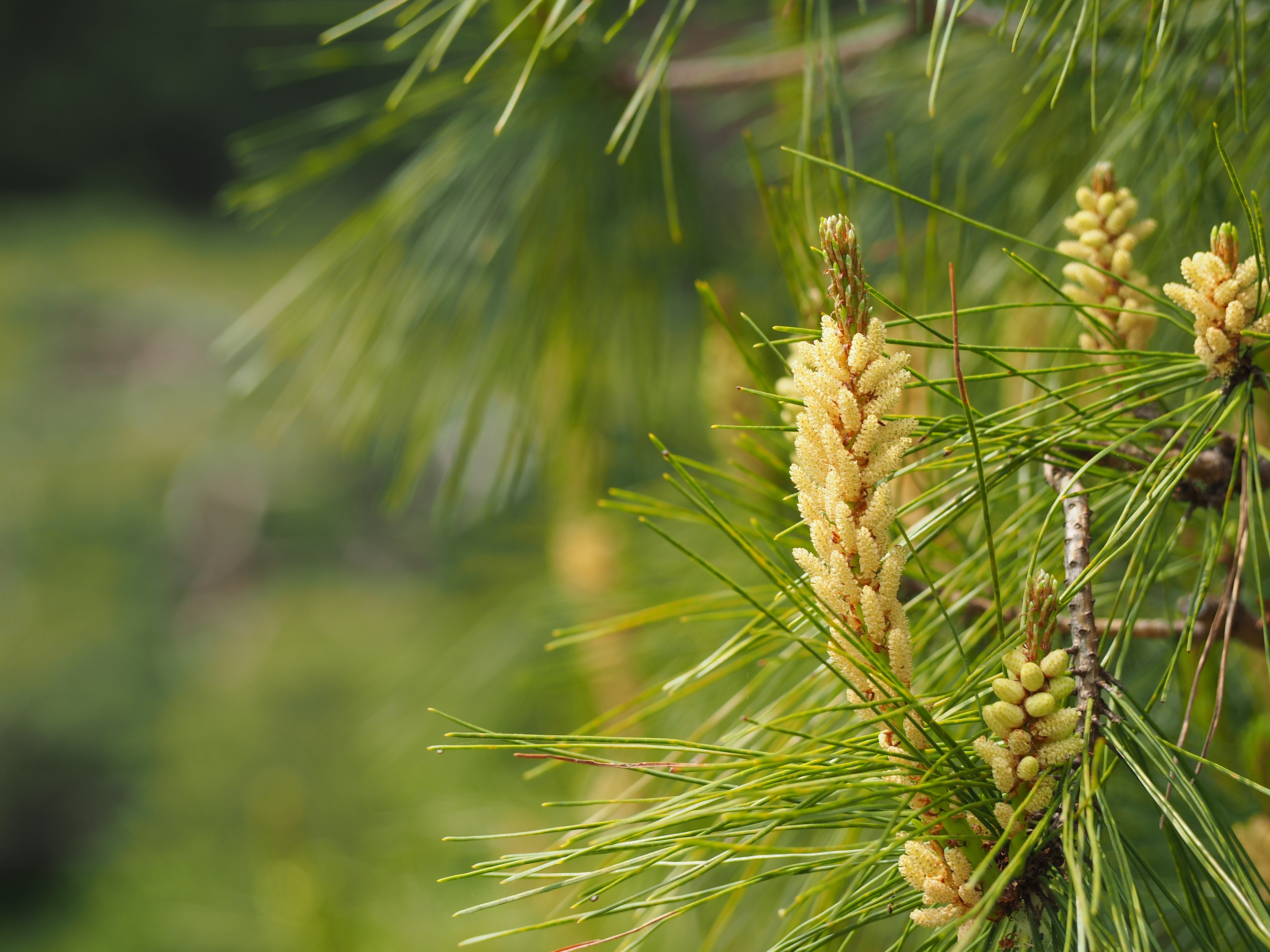 Pine Flower free image download