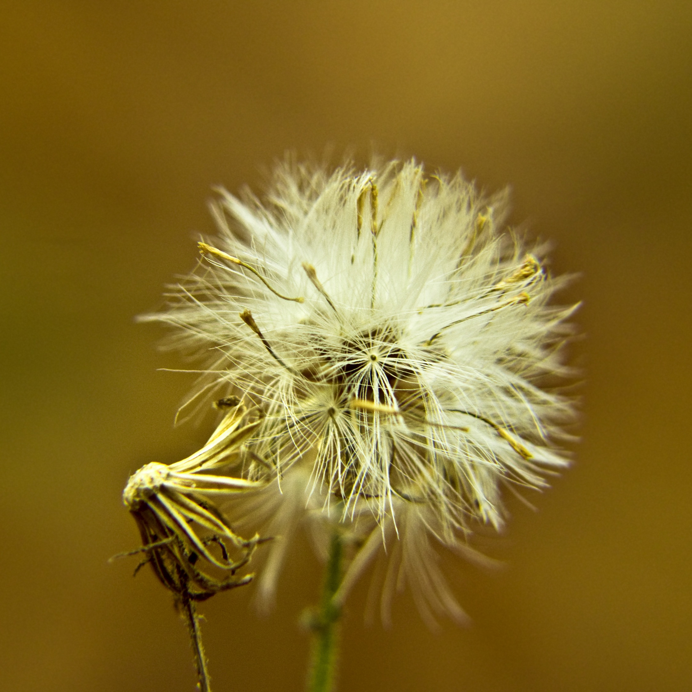 Macro Detail free image download