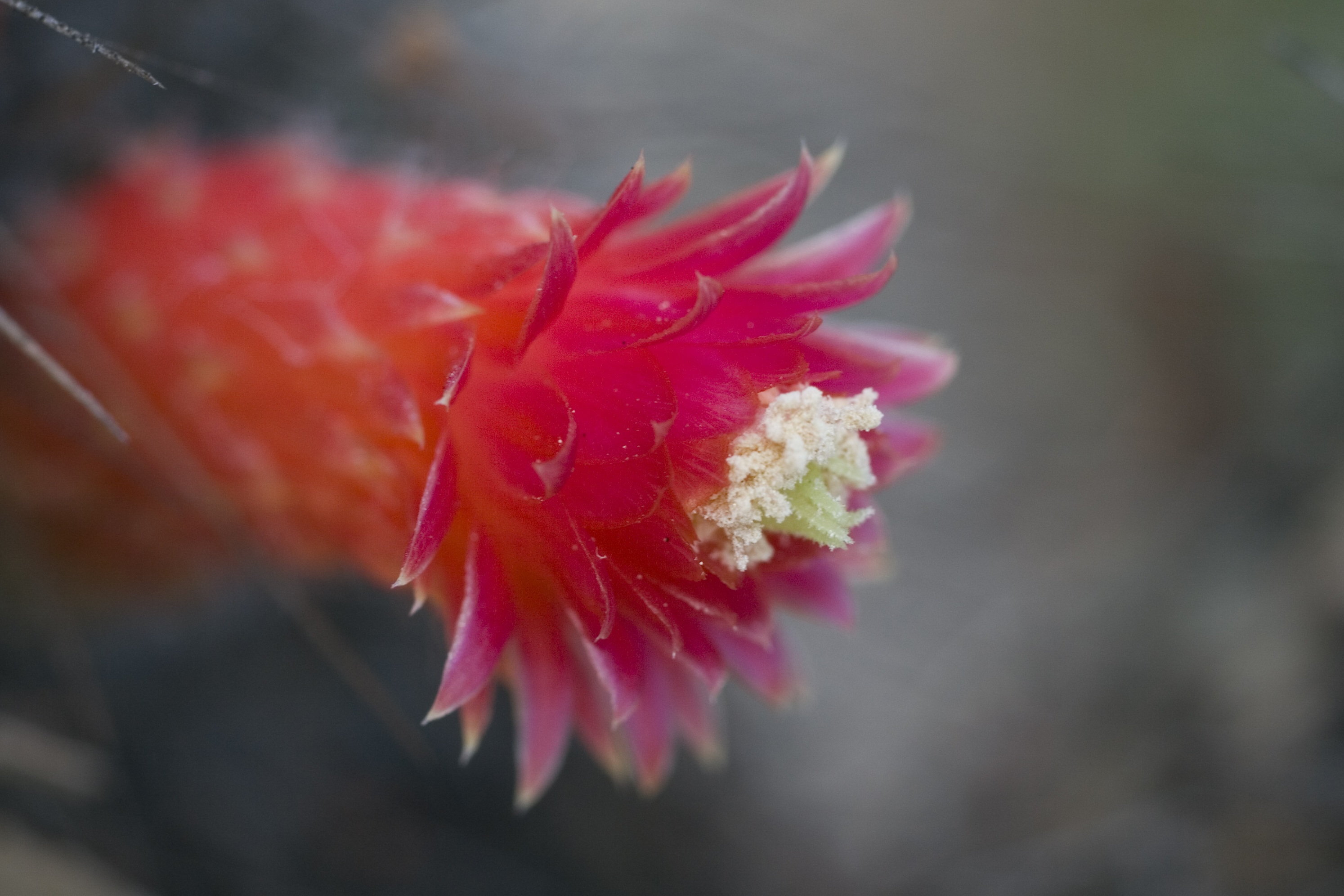 Red And White Flower Balboa Park free image download