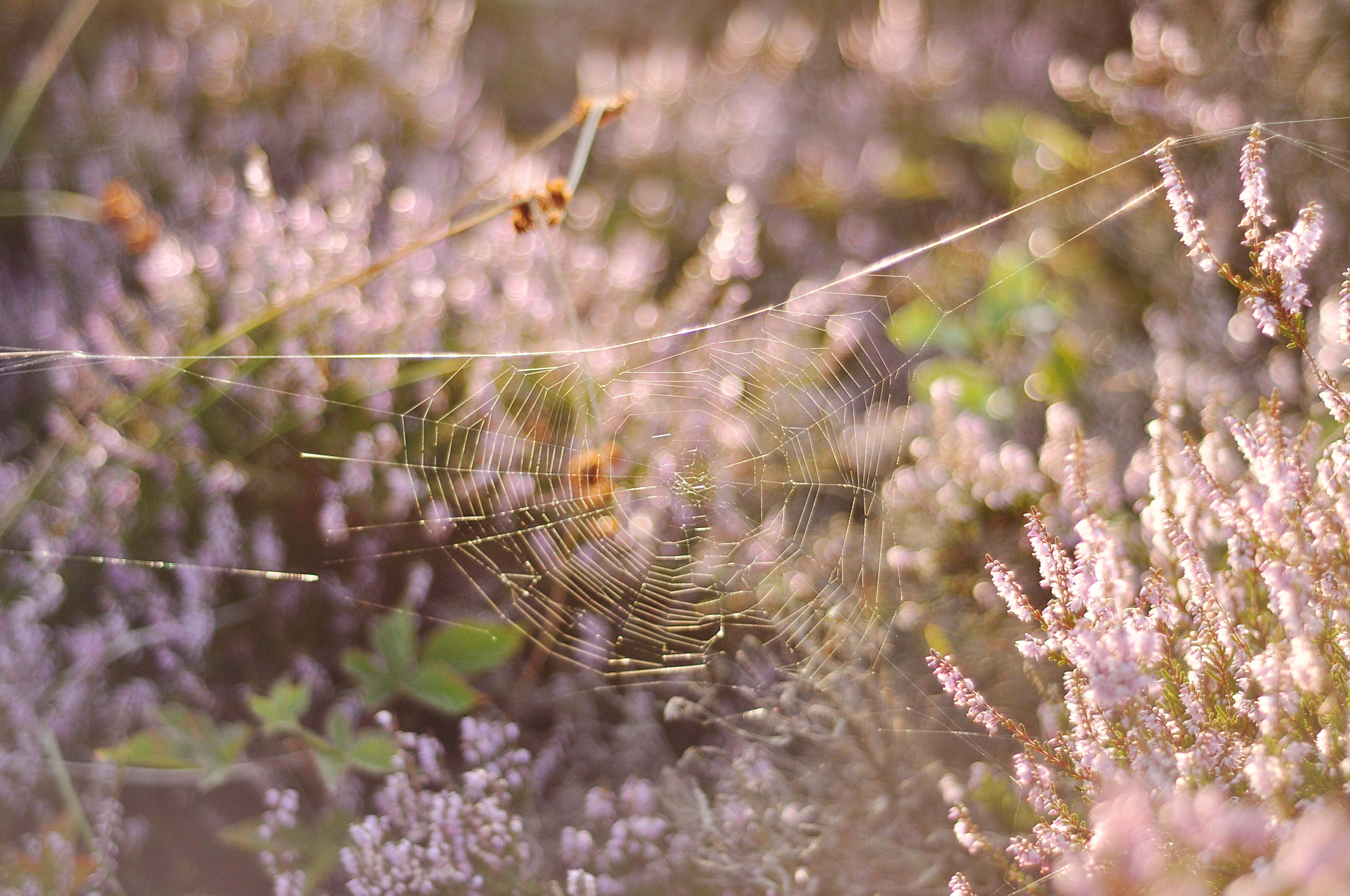 Pink Spider Web Spiderweb free image download