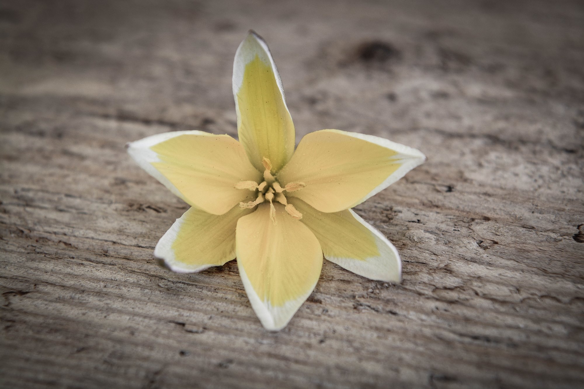 Star Tulip Flower on wooden board free image download