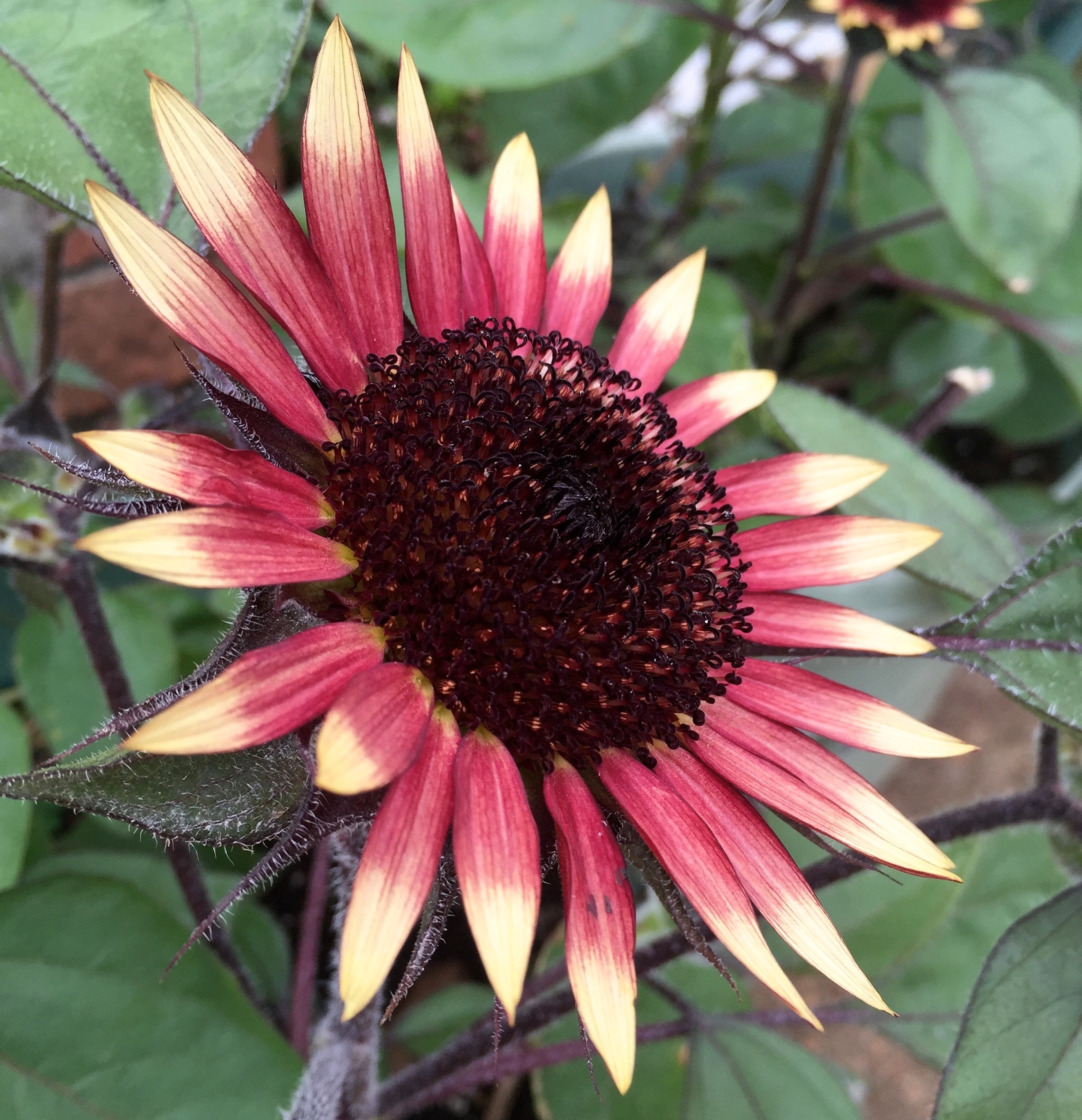Exotic sunflower close up free image download