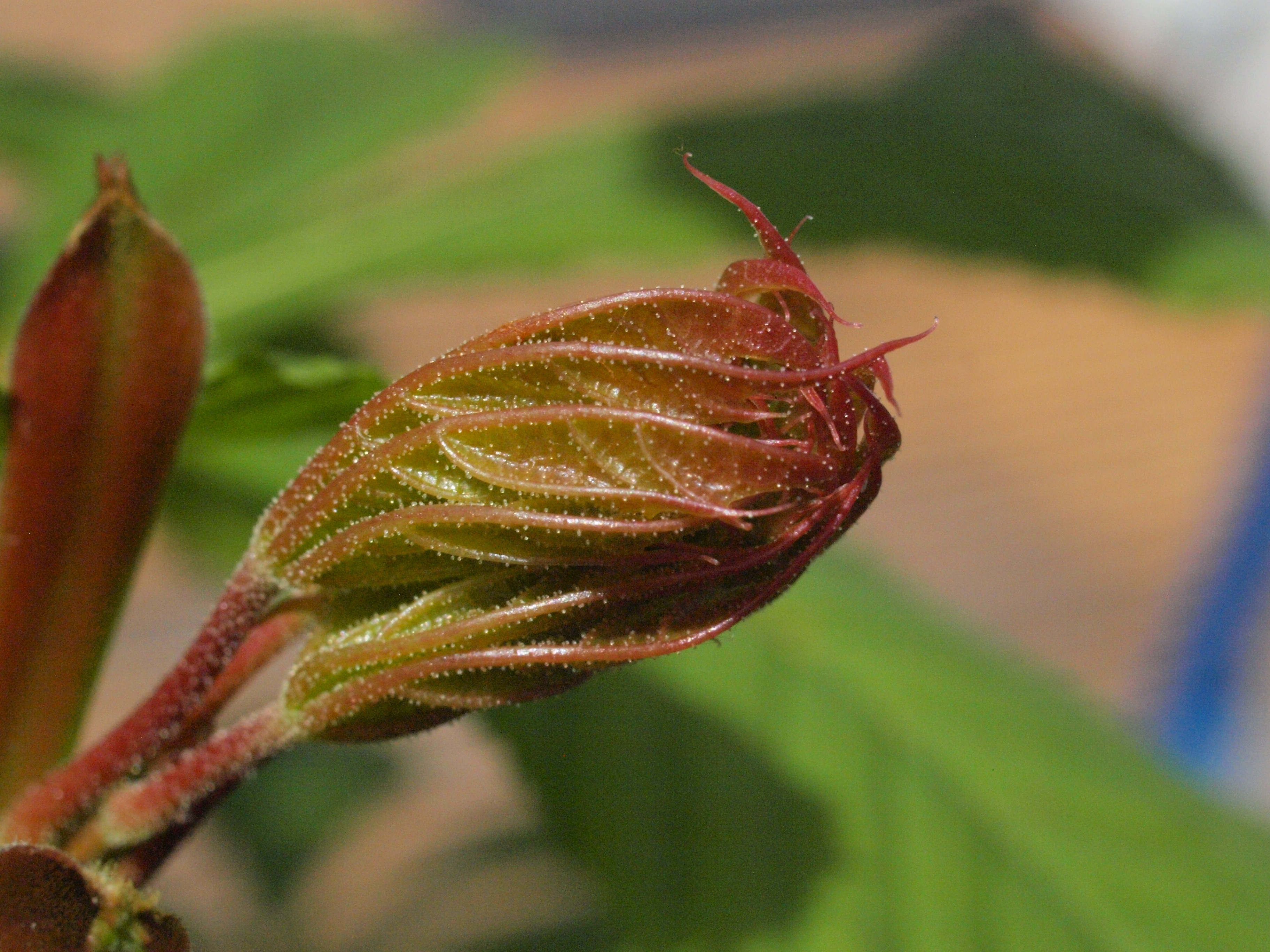 Leaf Stem Bud Close Up free image download