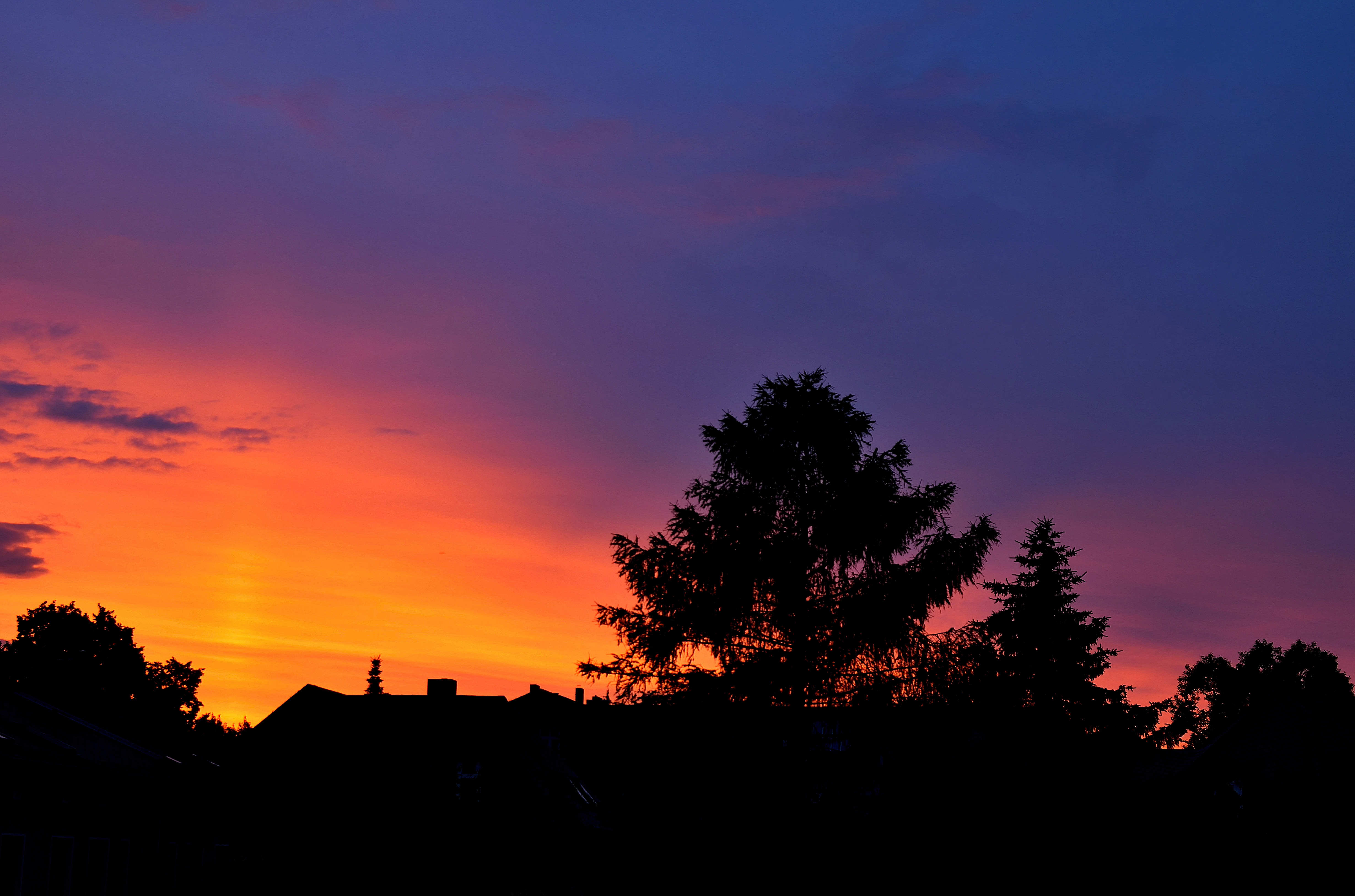 Silhouette of tree in the evening free image download