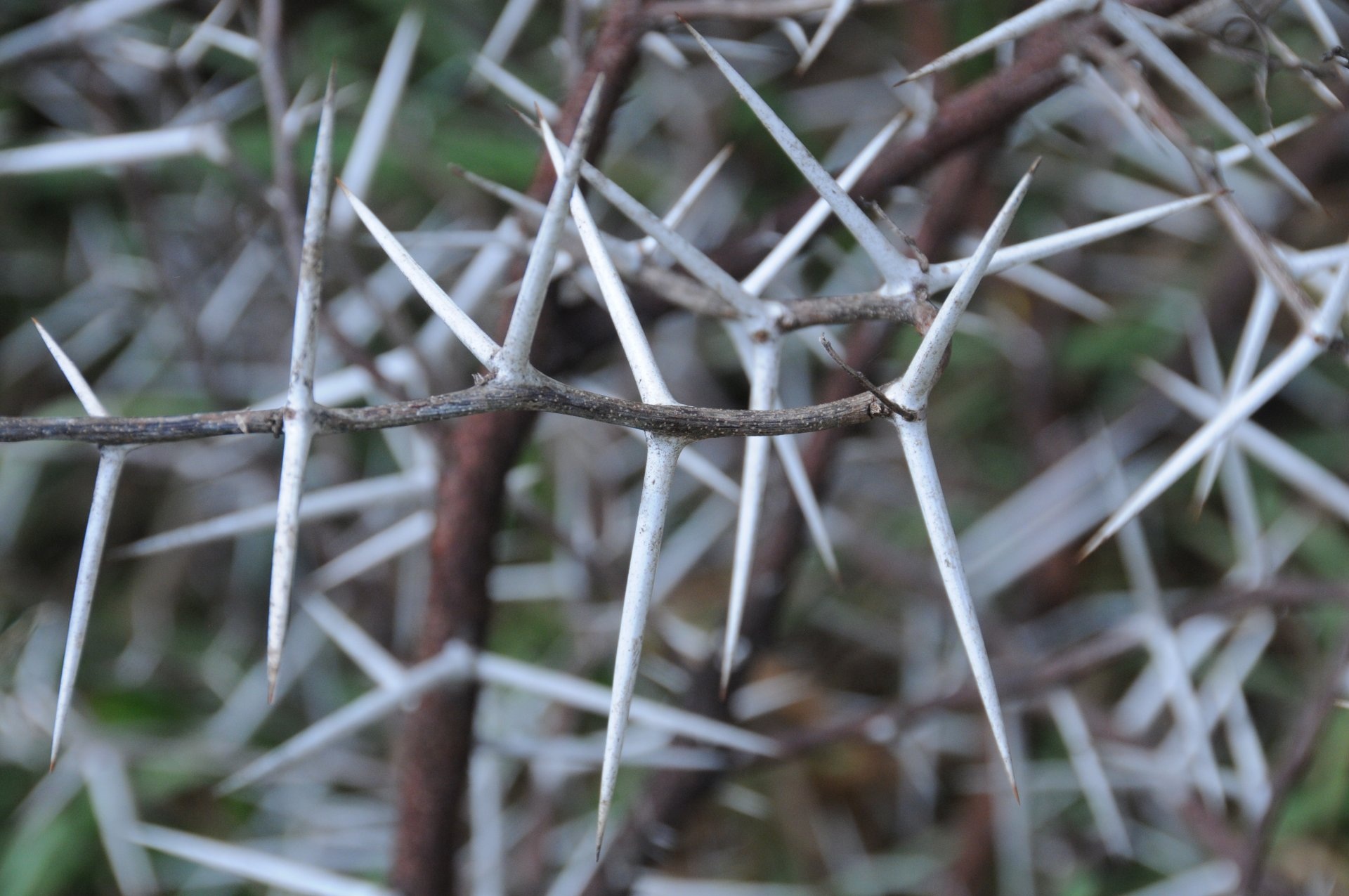 Thorns Acacia Tree macro view free image download