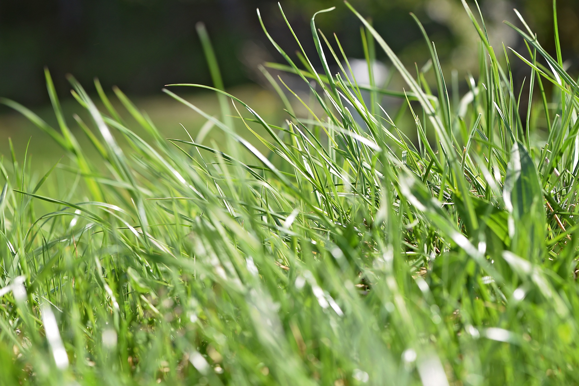 Grass Meadow Green free image download